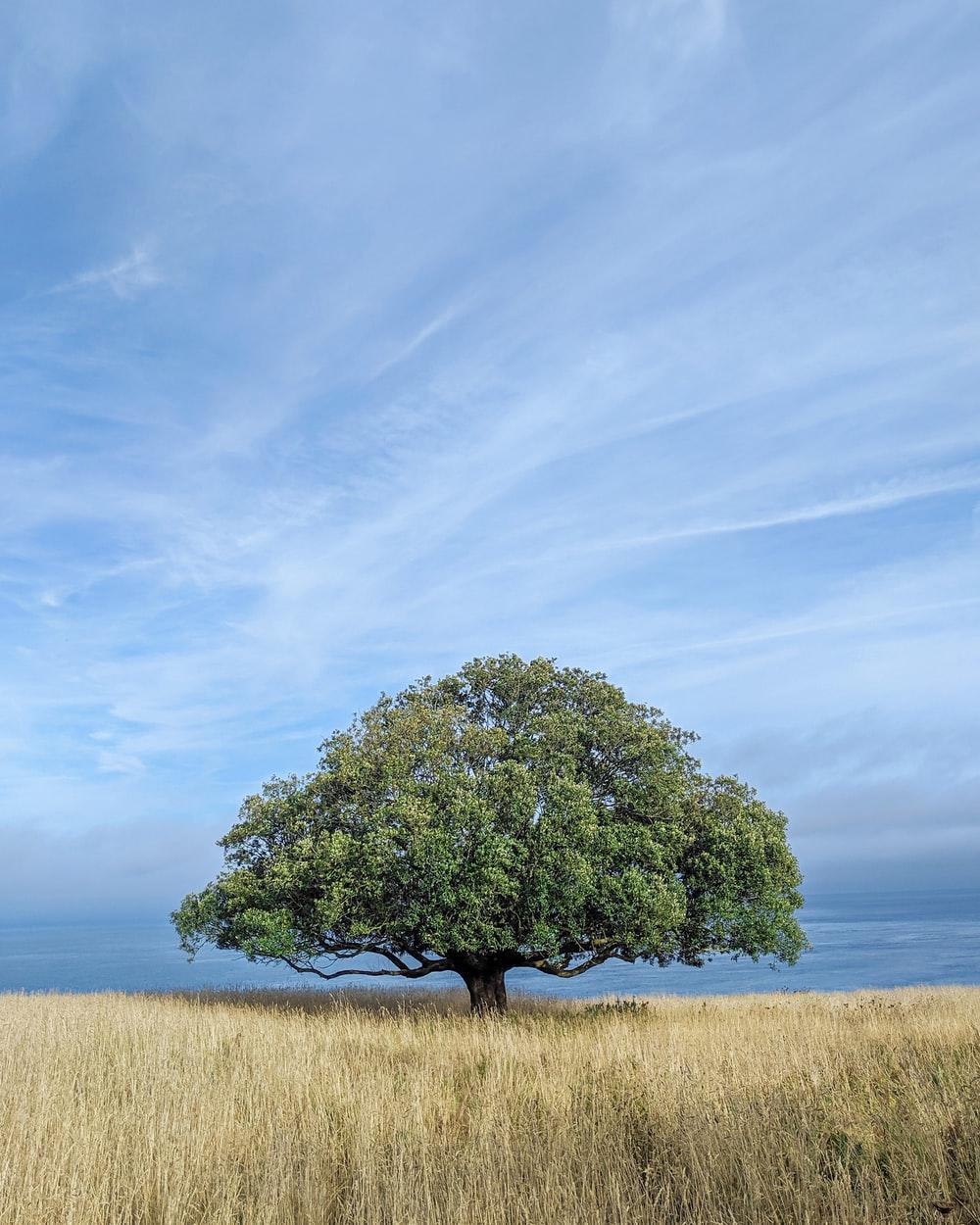 Lonely Tree Wallpapers - Top Free Lonely Tree Backgrounds - WallpaperAccess