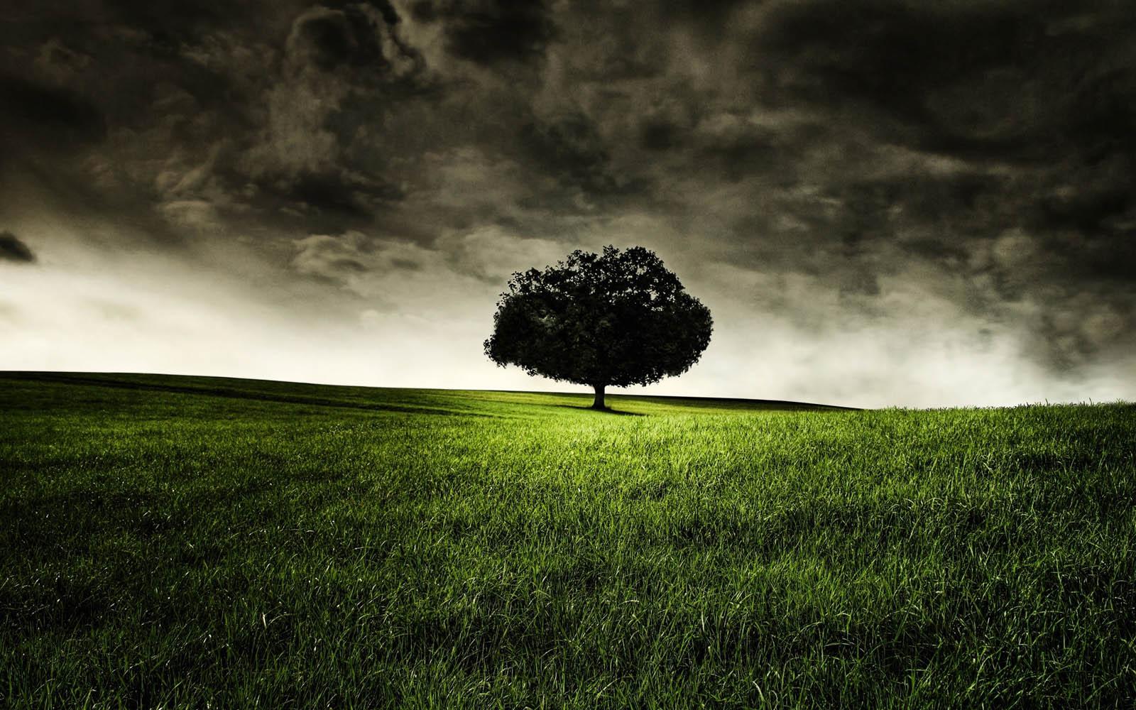 4K Lonely Tree Wallpapers - Top Free 4K Lonely Tree Backgrounds ...