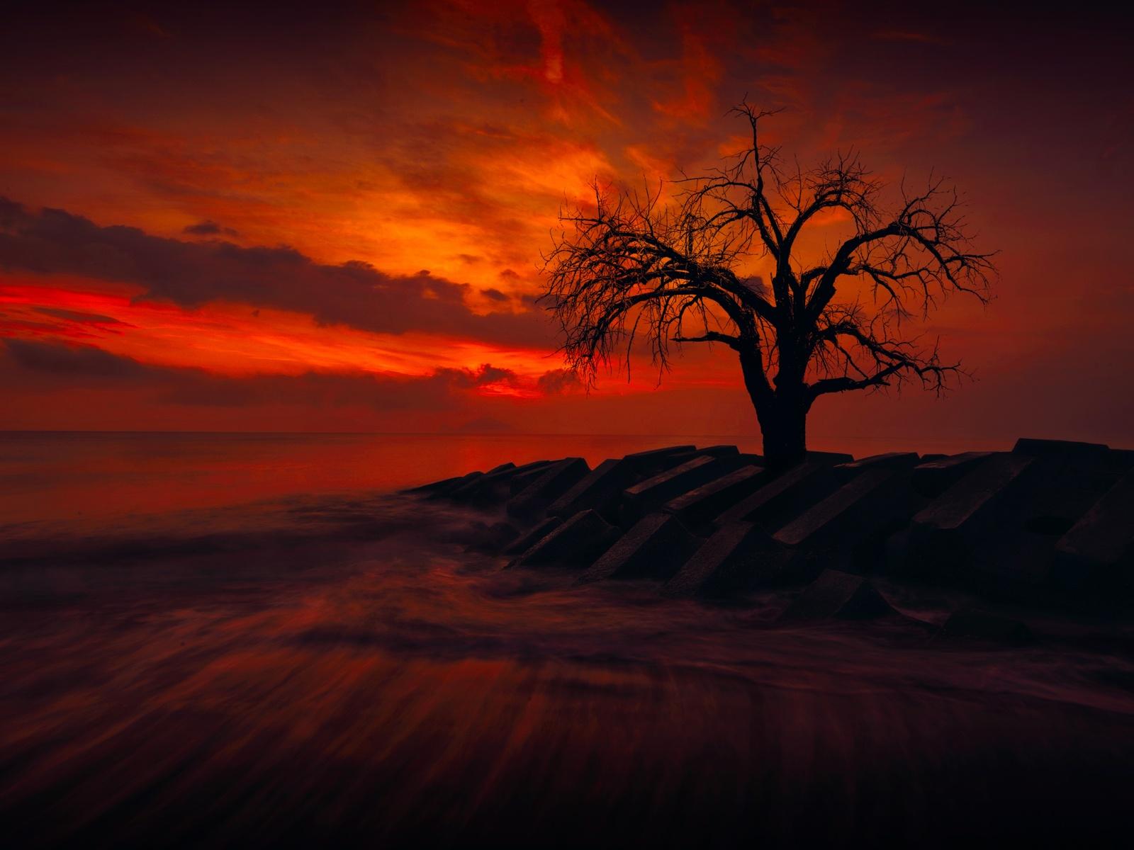 Lonely Tree Wallpapers - Top Free Lonely Tree Backgrounds - WallpaperAccess