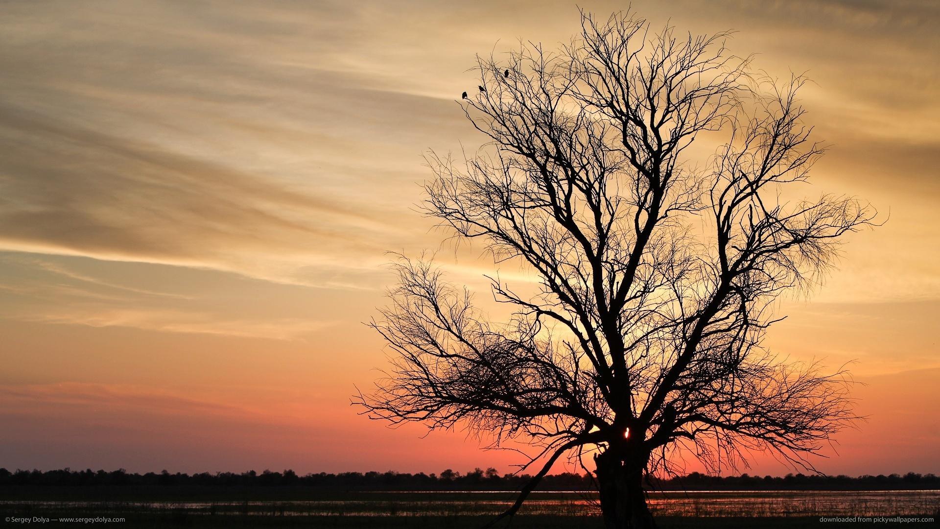 Lonely Tree Wallpapers - Top Free Lonely Tree Backgrounds - WallpaperAccess