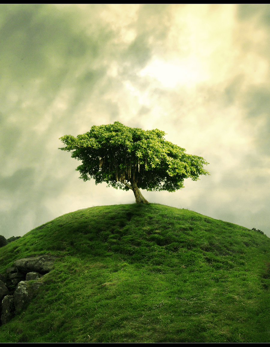 Lonely Tree Wallpapers - Top Free Lonely Tree Backgrounds - WallpaperAccess