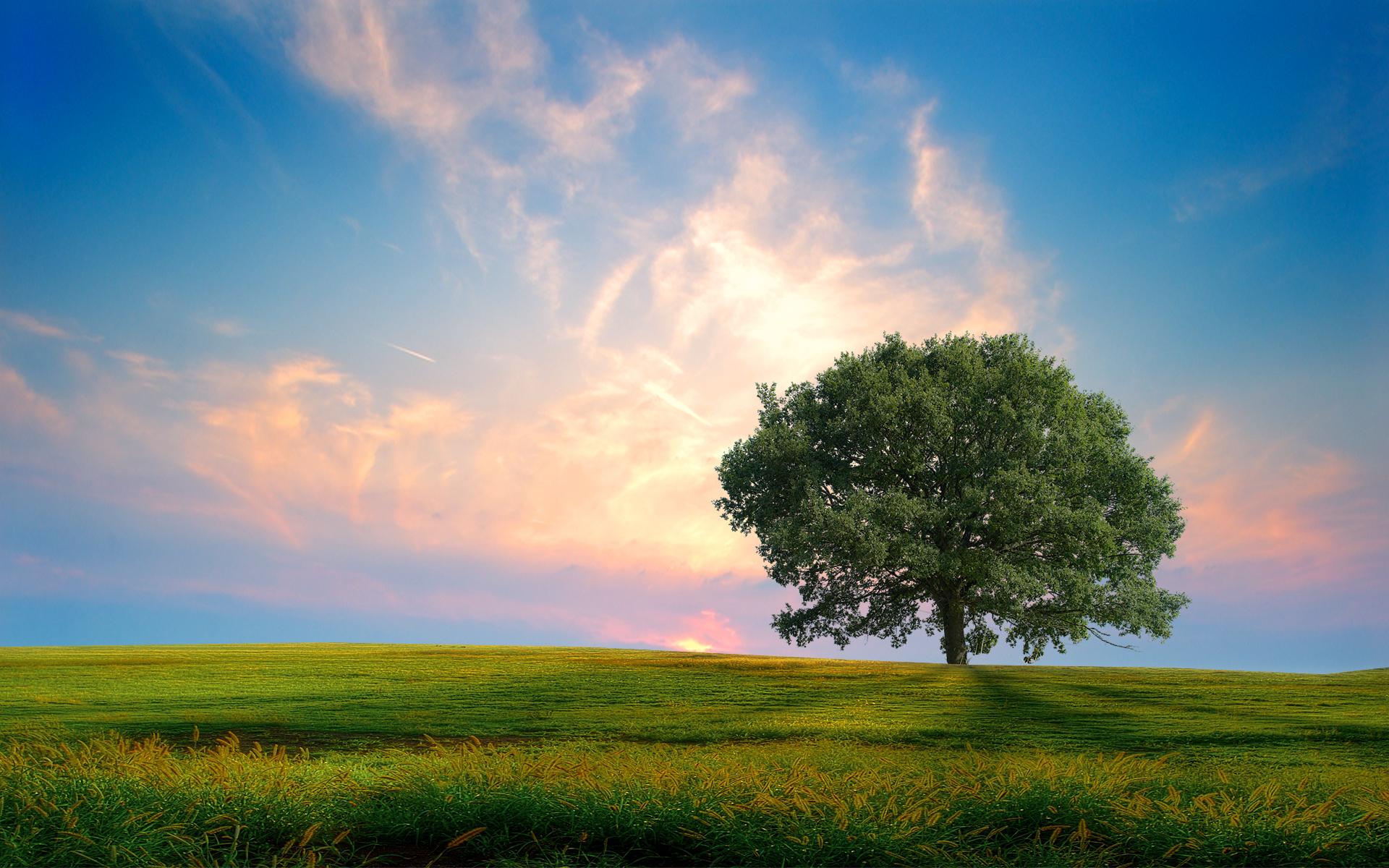 Lonely Tree Wallpapers - Top Free Lonely Tree Backgrounds - WallpaperAccess