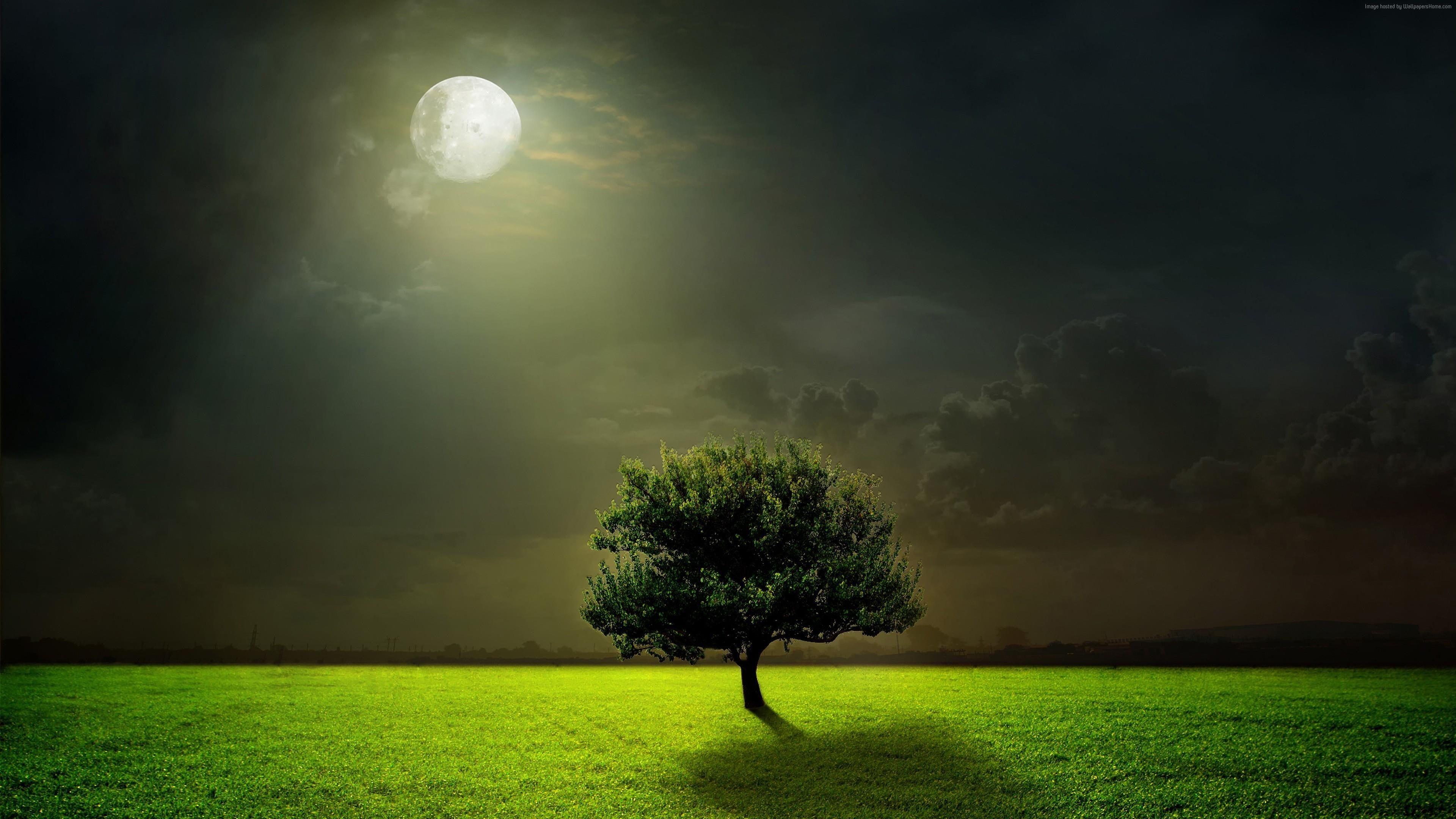 Lonely Tree Wallpapers - Top Free Lonely Tree Backgrounds - WallpaperAccess
