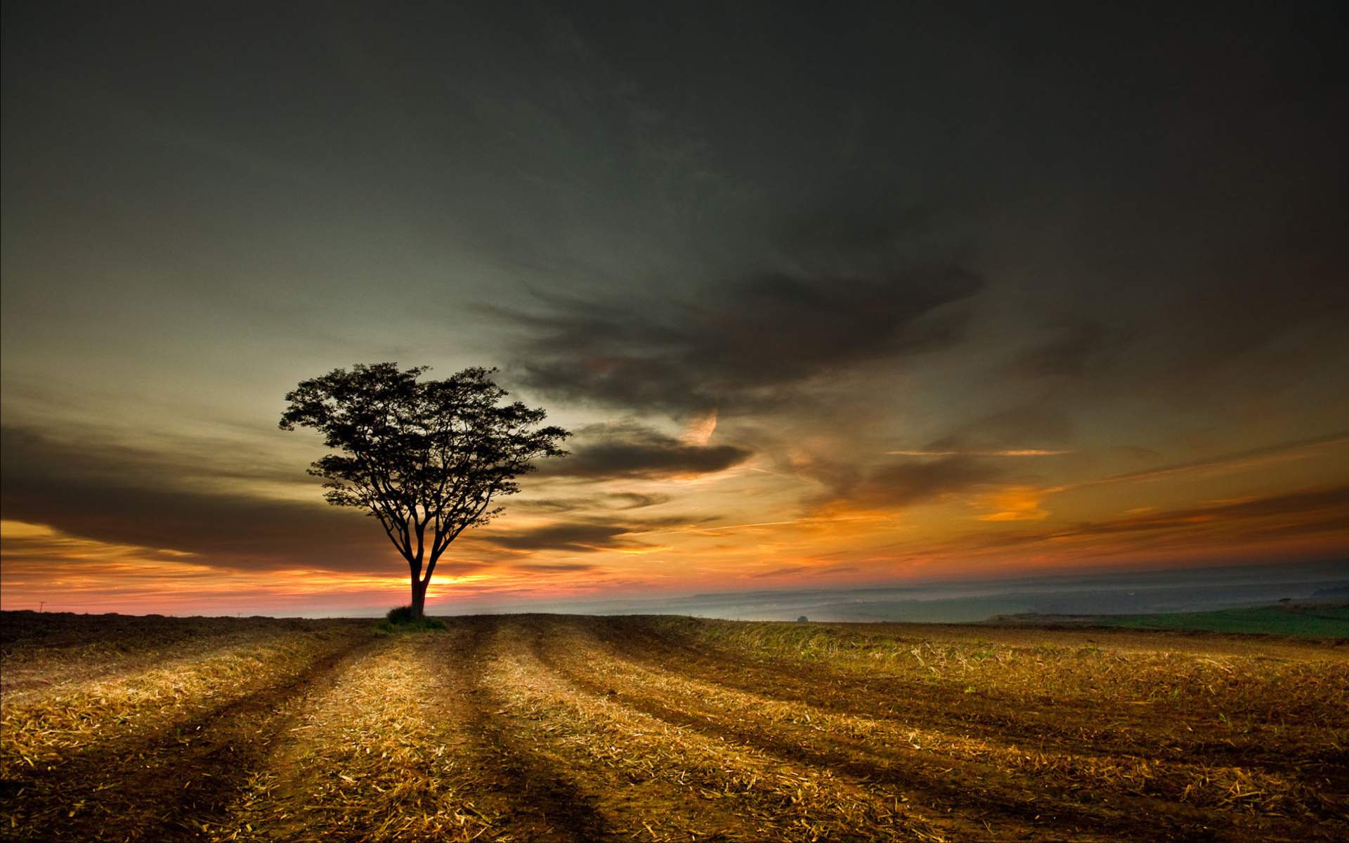 Lonely Tree Wallpapers - Top Free Lonely Tree Backgrounds - WallpaperAccess