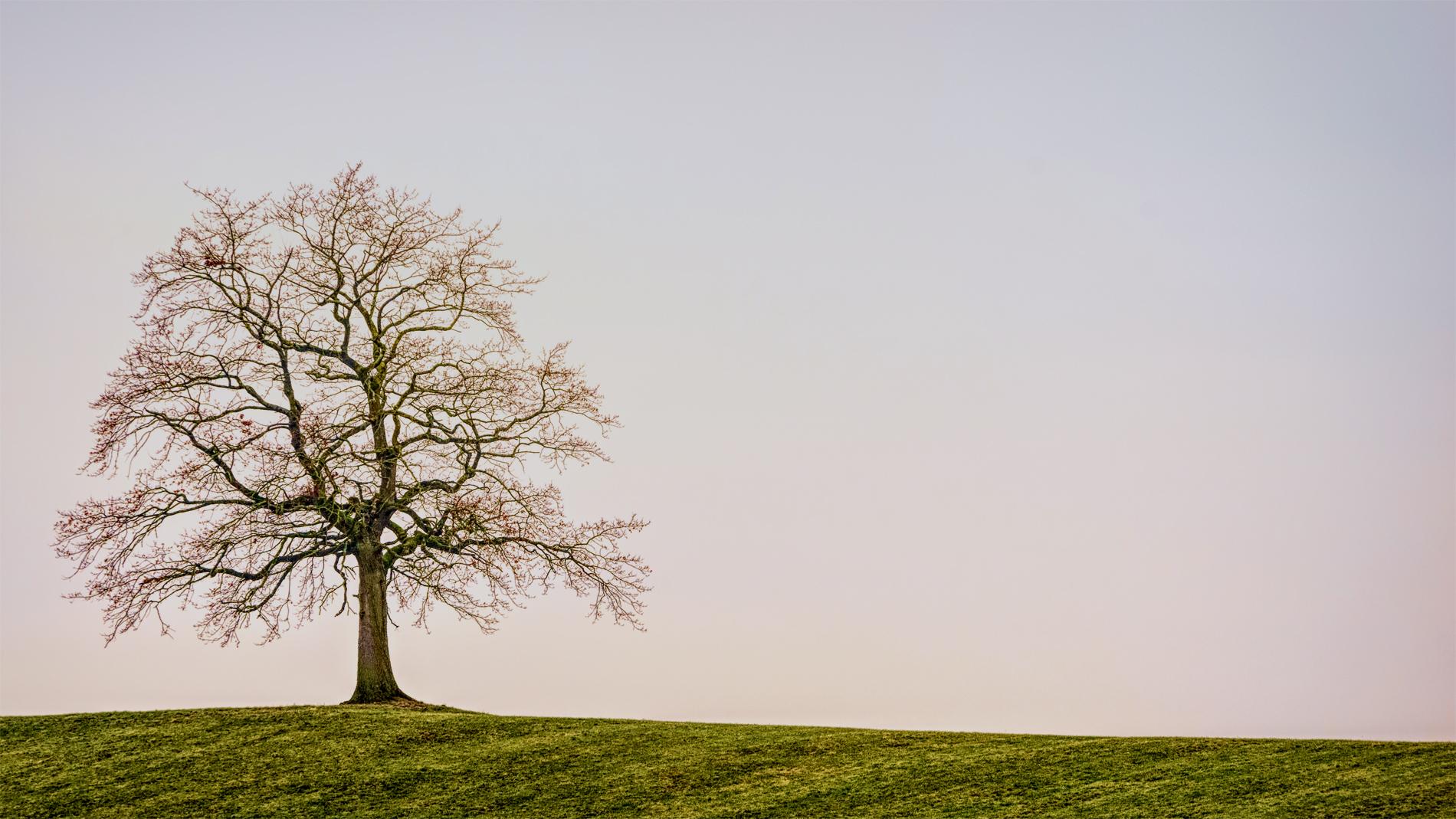 Lonely Tree Wallpapers - Top Free Lonely Tree Backgrounds - WallpaperAccess