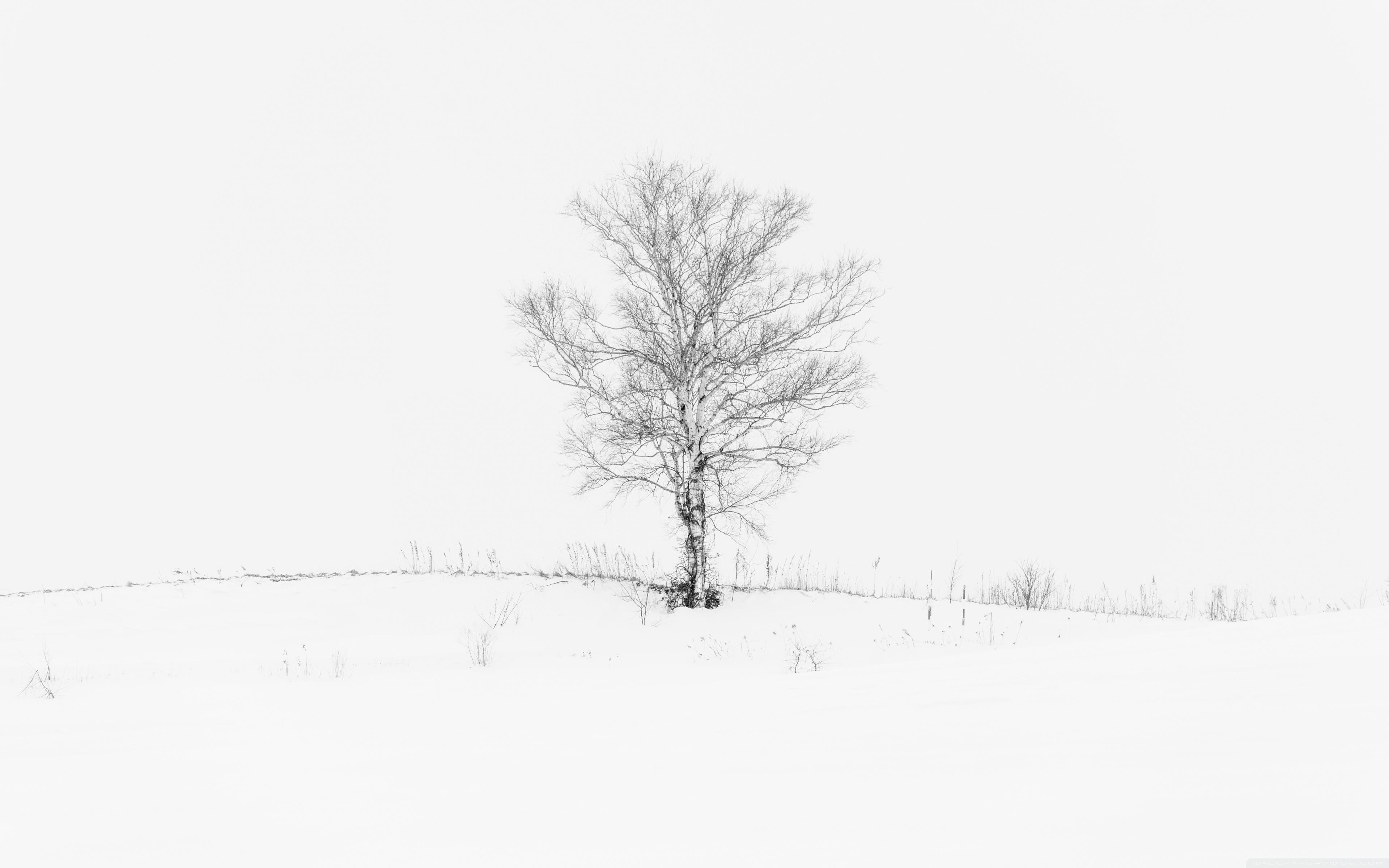 Lonely Tree Wallpapers - Top Free Lonely Tree Backgrounds - WallpaperAccess
