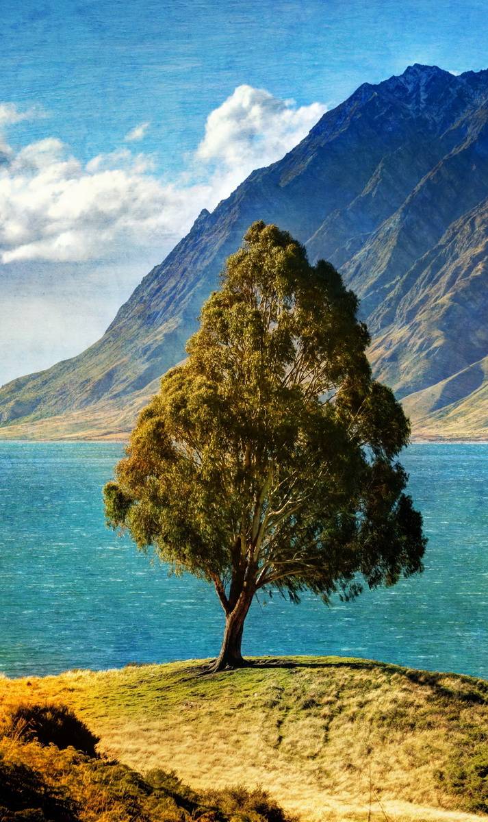 Lonely Tree Wallpapers - Top Free Lonely Tree Backgrounds - WallpaperAccess