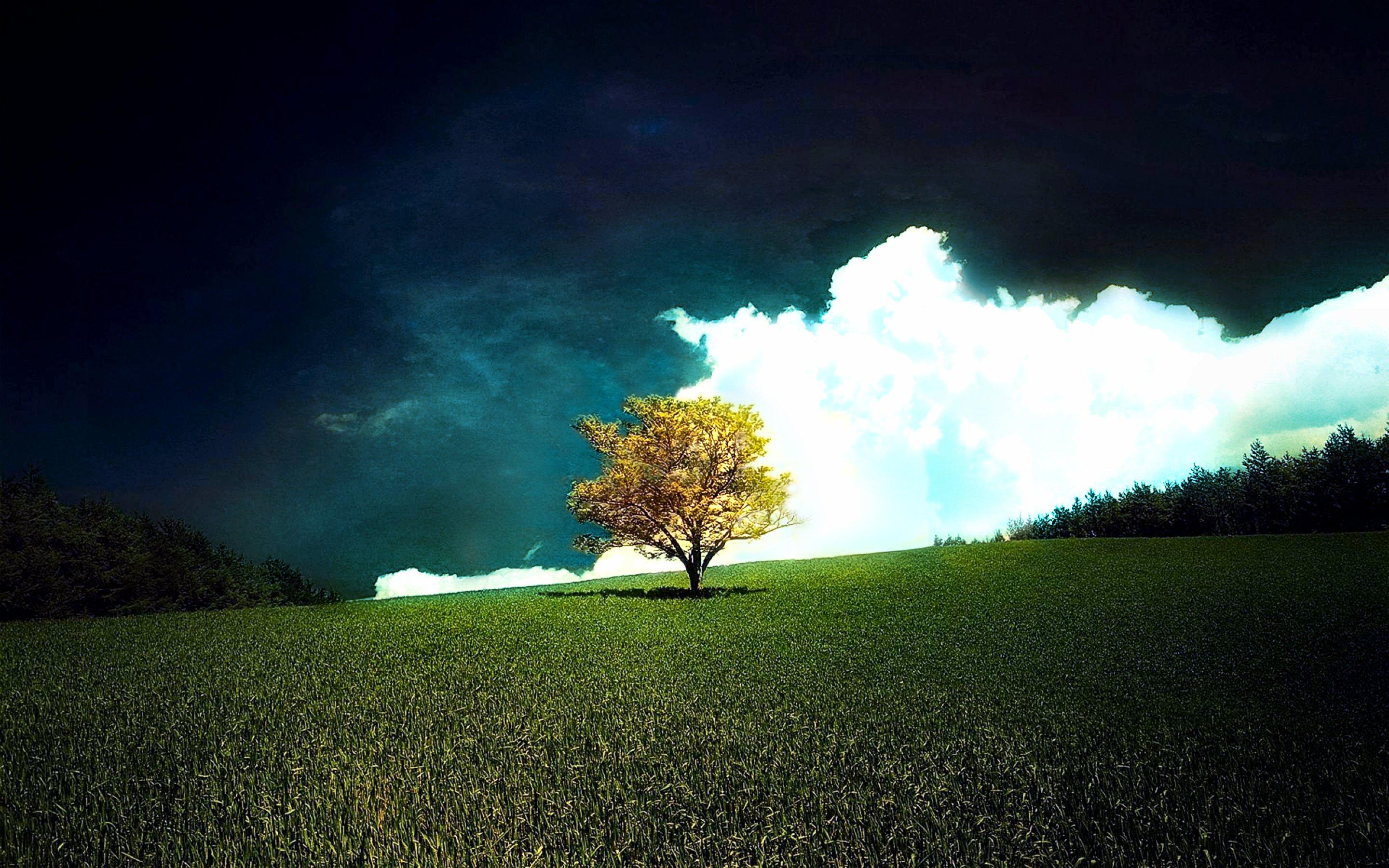 Lonely Tree Wallpapers - Top Free Lonely Tree Backgrounds - WallpaperAccess
