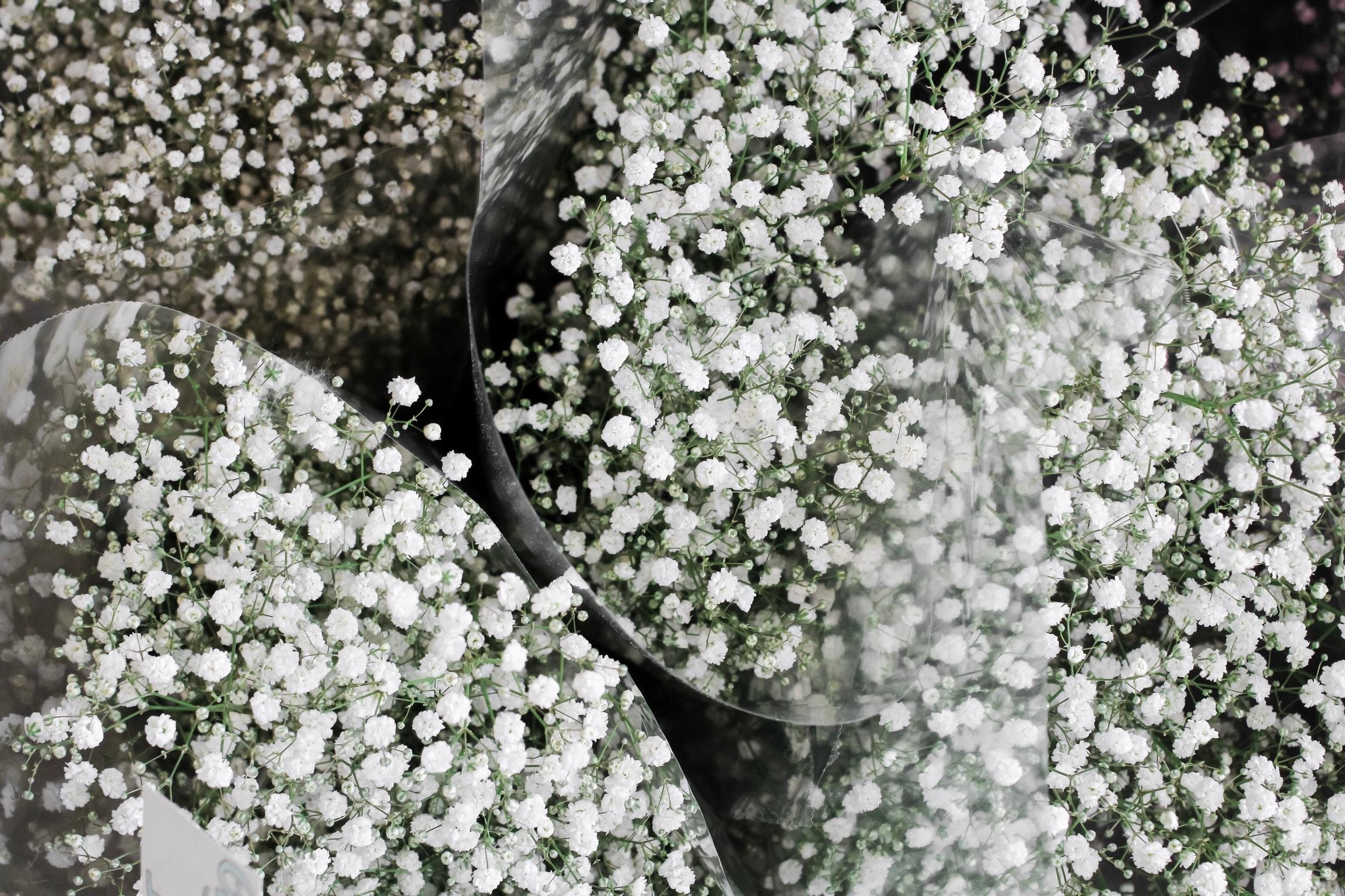 Gypsophila Wallpapers - Top Free Gypsophila Backgrounds - WallpaperAccess