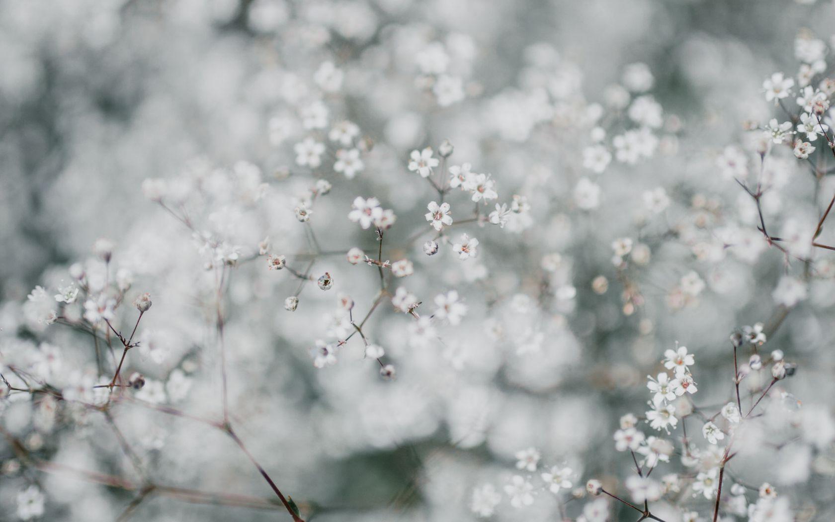 Gypsophila Wallpapers - Top Free Gypsophila Backgrounds - WallpaperAccess