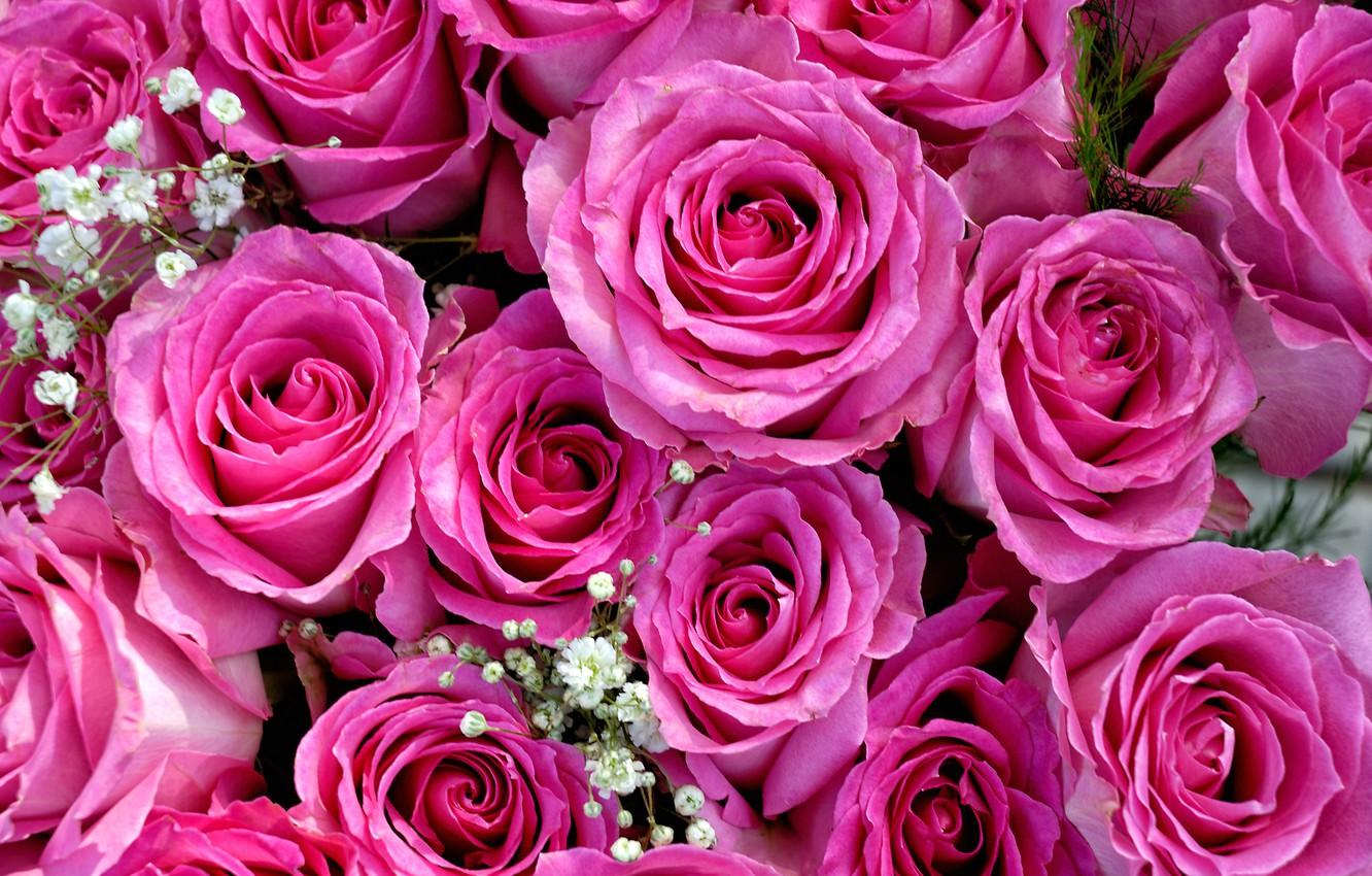 Gypsophila Wallpapers - Top Free Gypsophila Backgrounds - WallpaperAccess