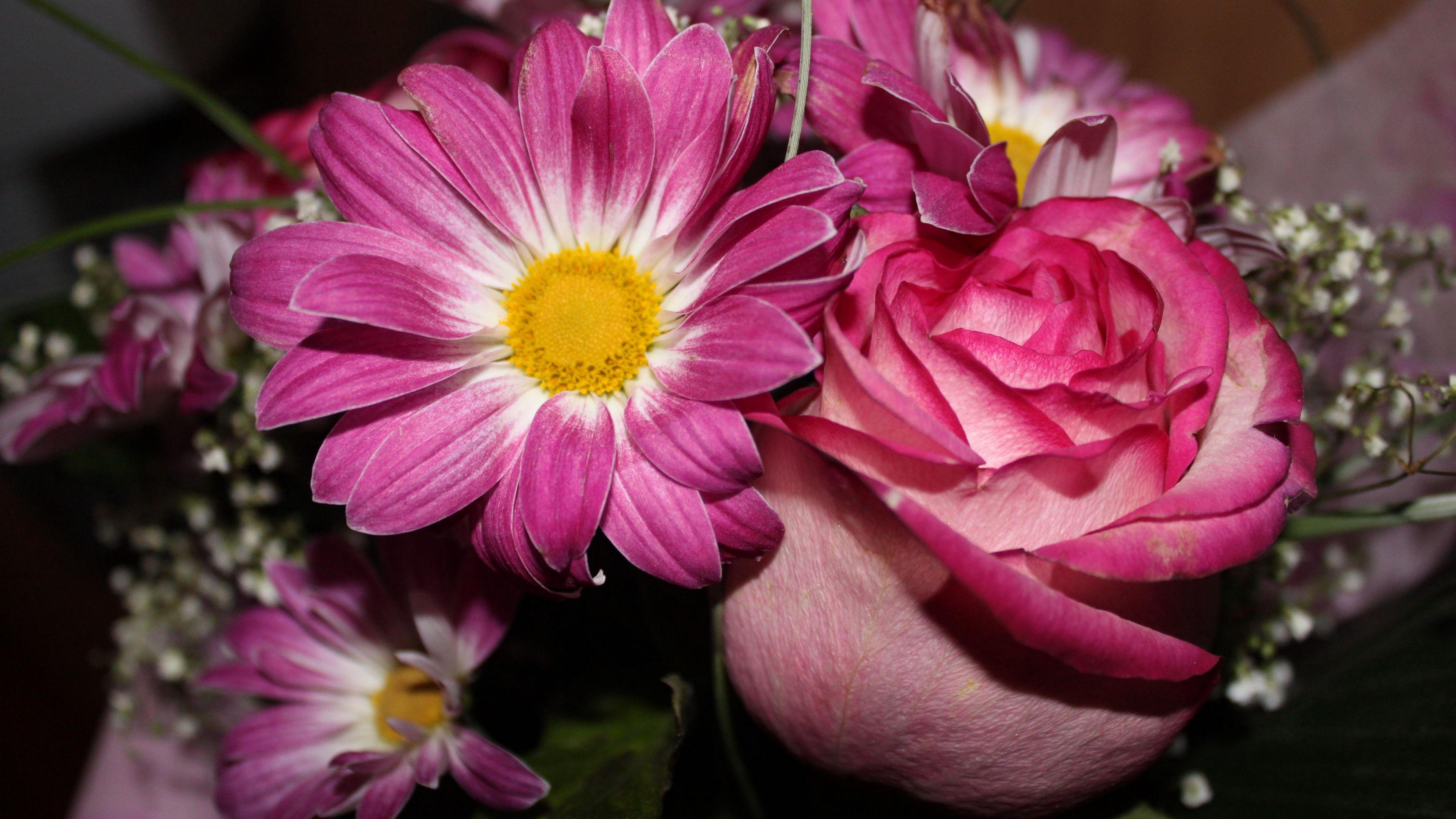 Gypsophila Wallpapers - Top Free Gypsophila Backgrounds - WallpaperAccess