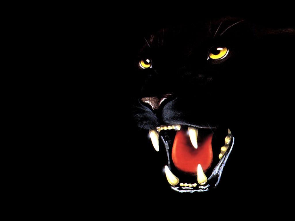 Black Animal Wallpapers - Top Free Black Animal Backgrounds ...