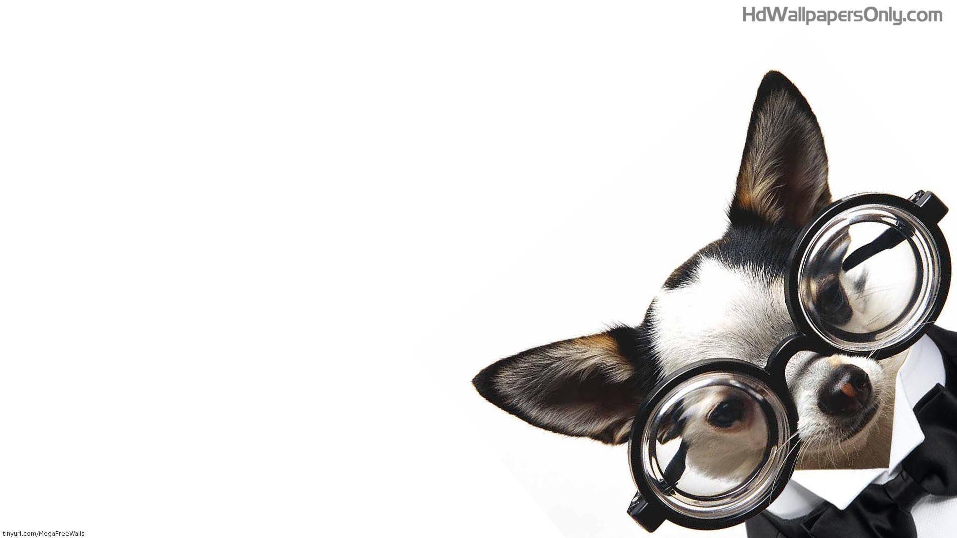 Cute Dog Computer Wallpapers - Top Free Cute Dog Computer Backgrounds ...