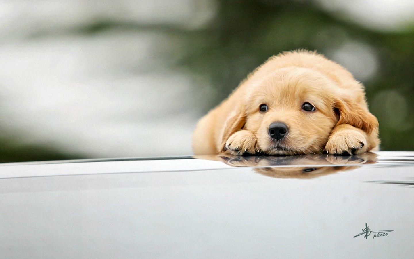 Cute Dog Computer Wallpapers - Top Free Cute Dog Computer Backgrounds ...