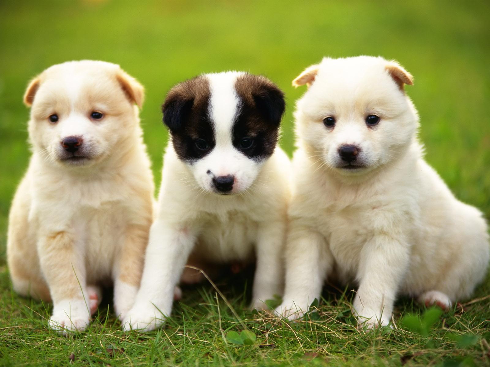Cute Dog Computer Wallpapers - Top Free Cute Dog Computer Backgrounds ...