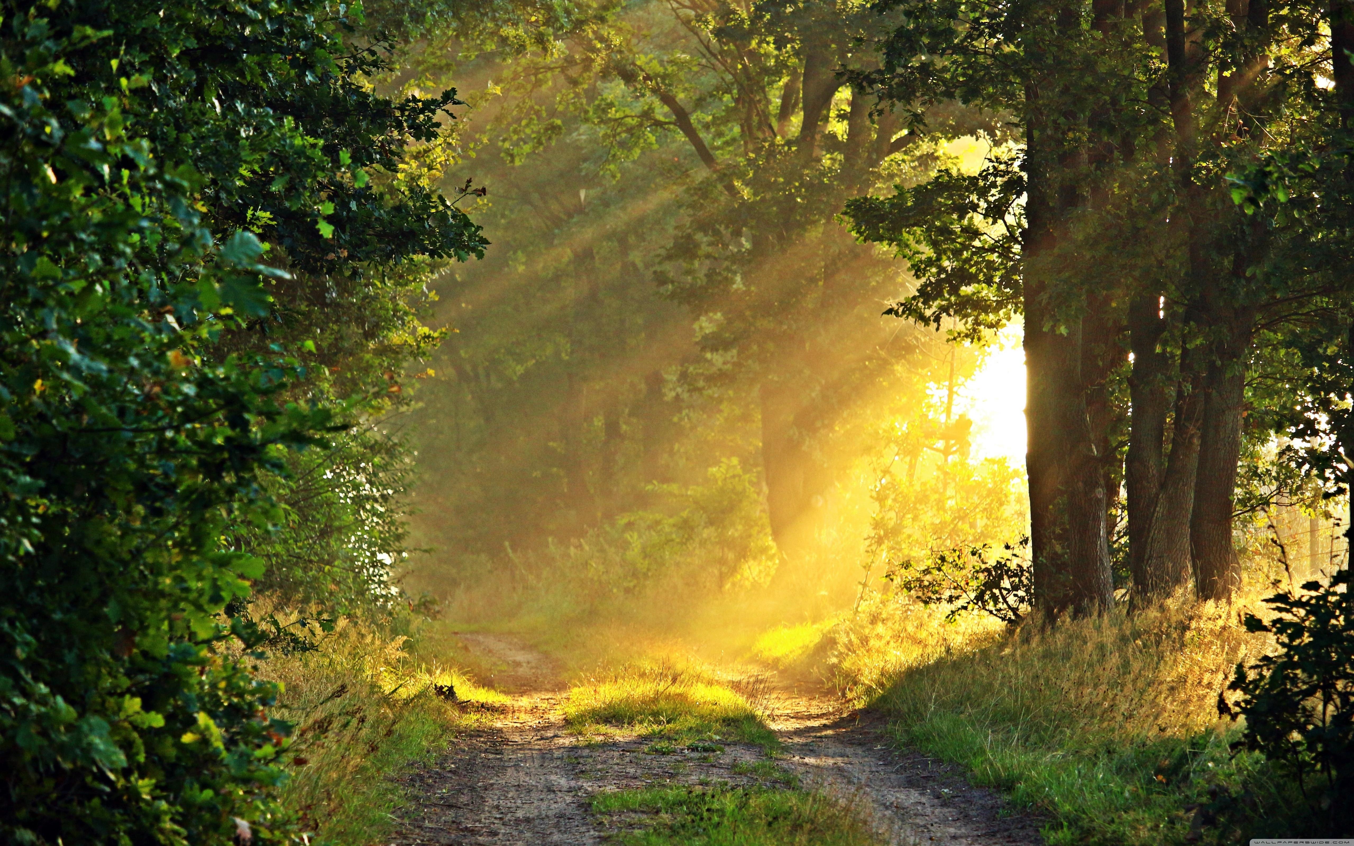 Sunny Morning Wallpapers - Top Free Sunny Morning Backgrounds ...