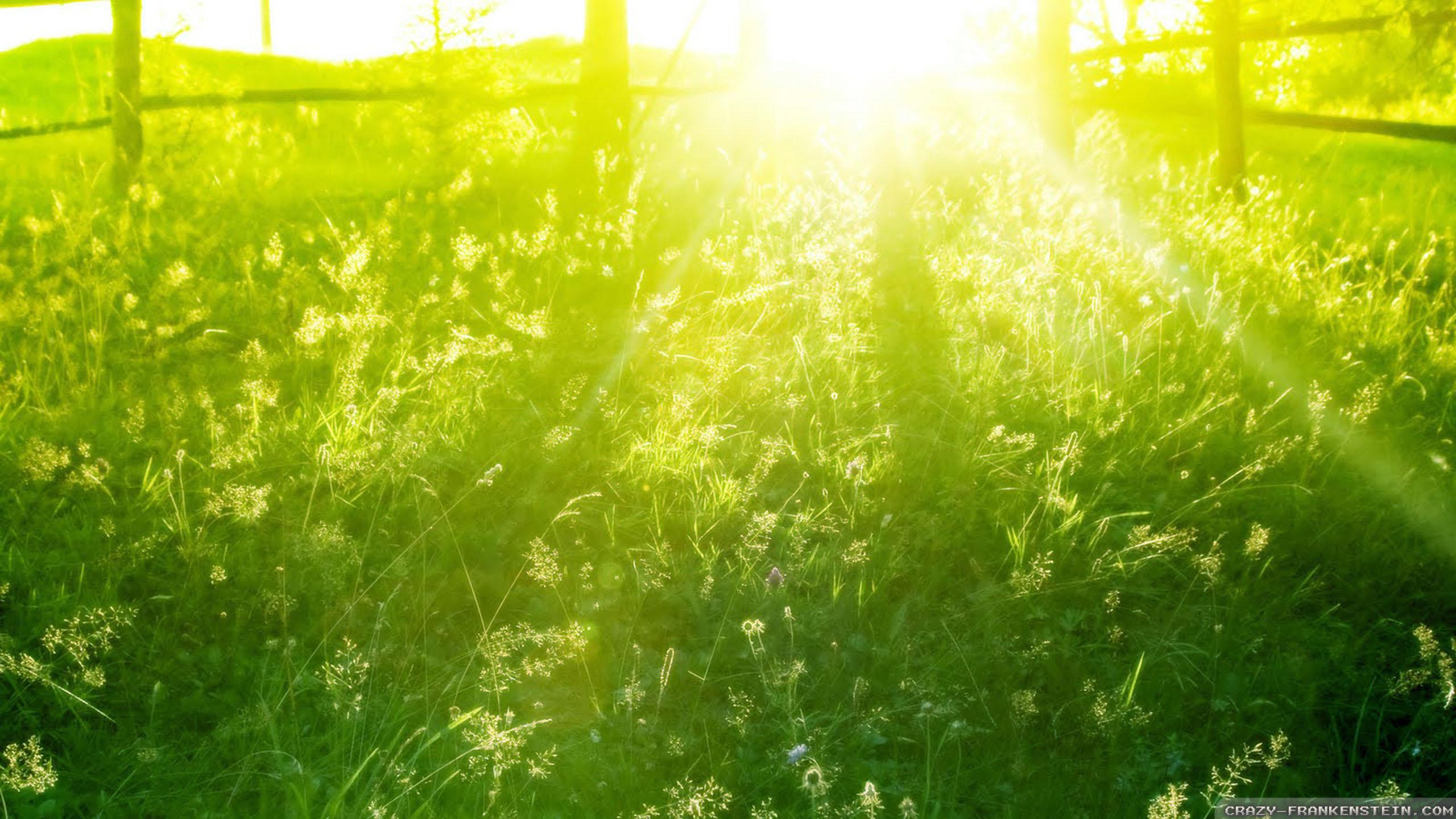 Sunny Morning Wallpapers - Top Free Sunny Morning Backgrounds ...