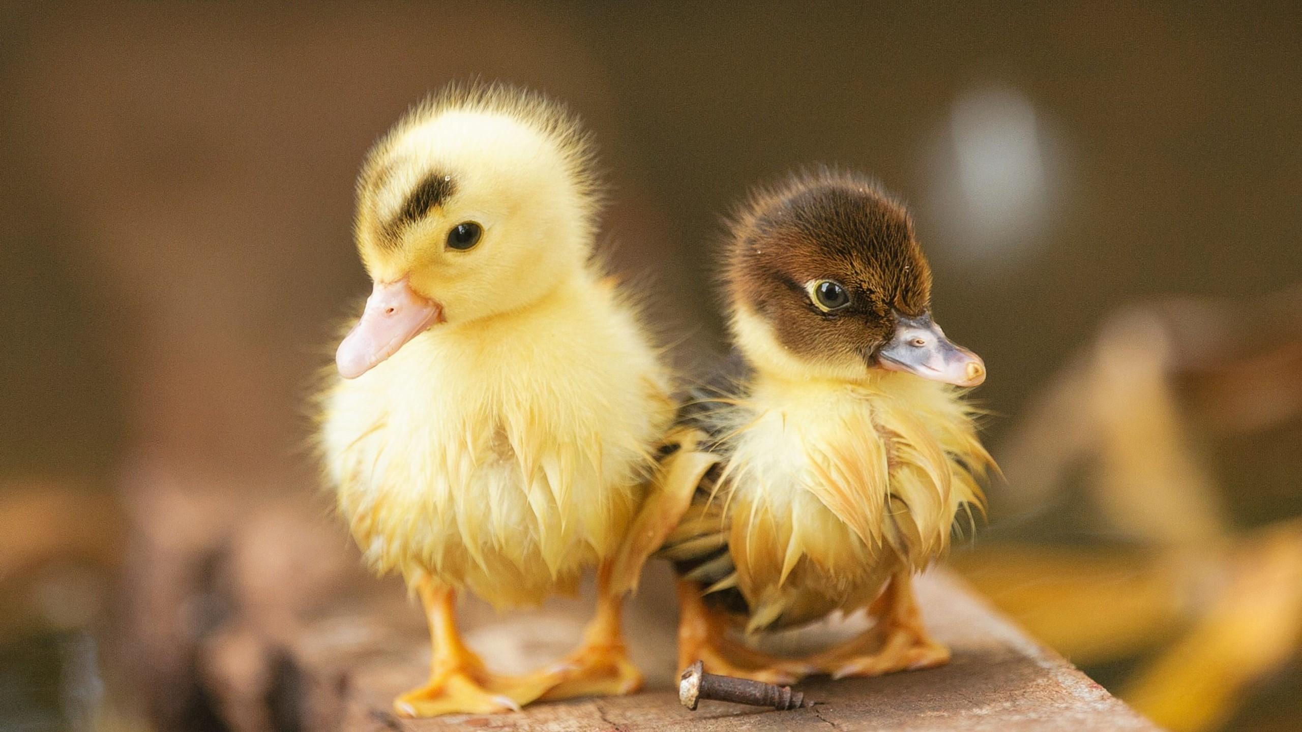 Cute Baby Duck Wallpapers - Top Free Cute Baby Duck Backgrounds ...