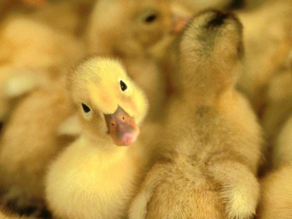 Cute Baby Duck Wallpapers - Top Free Cute Baby Duck Backgrounds ...