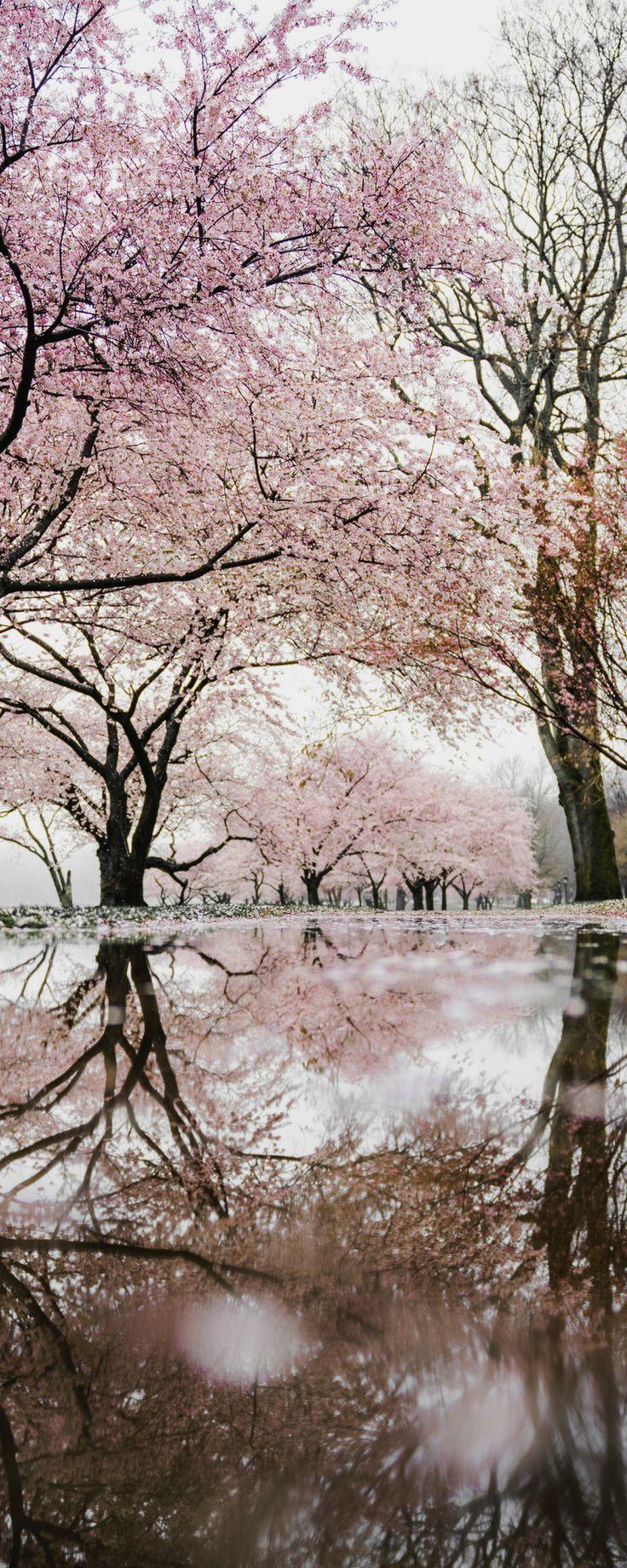 Washington DC iPhone Wallpapers - Top Free Washington DC iPhone ...