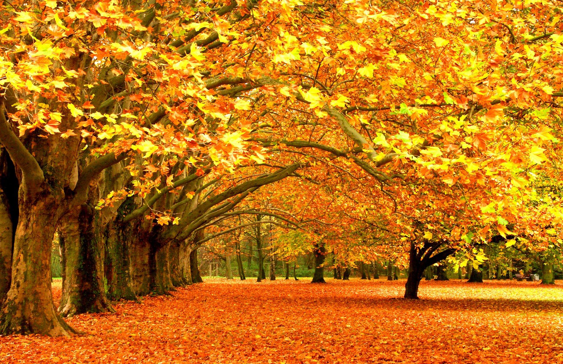 Beautiful Fall Forest Wallpapers - Top Free Beautiful Fall Forest ...