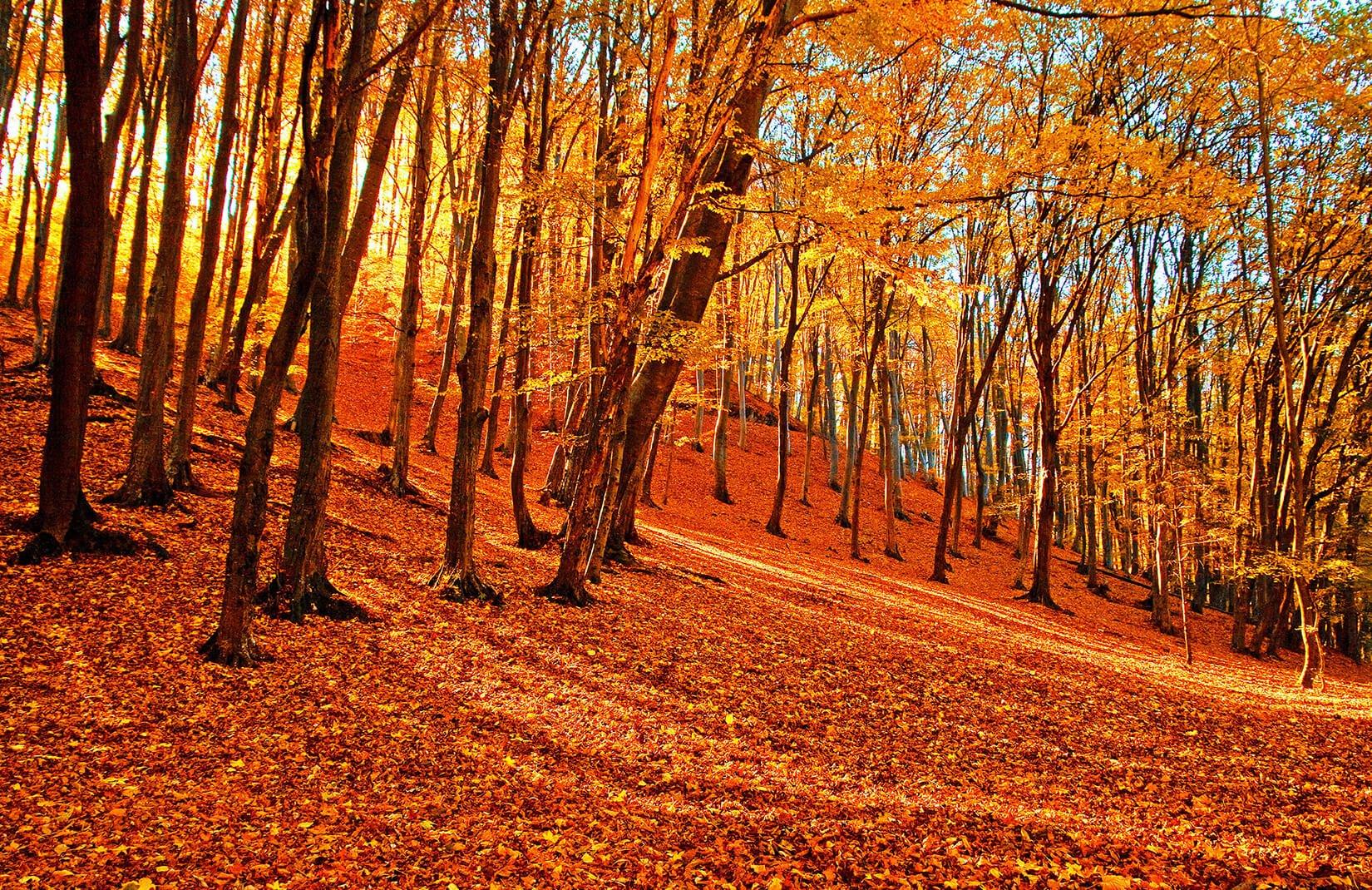 Beautiful Fall Forest Wallpapers - Top Free Beautiful Fall Forest ...