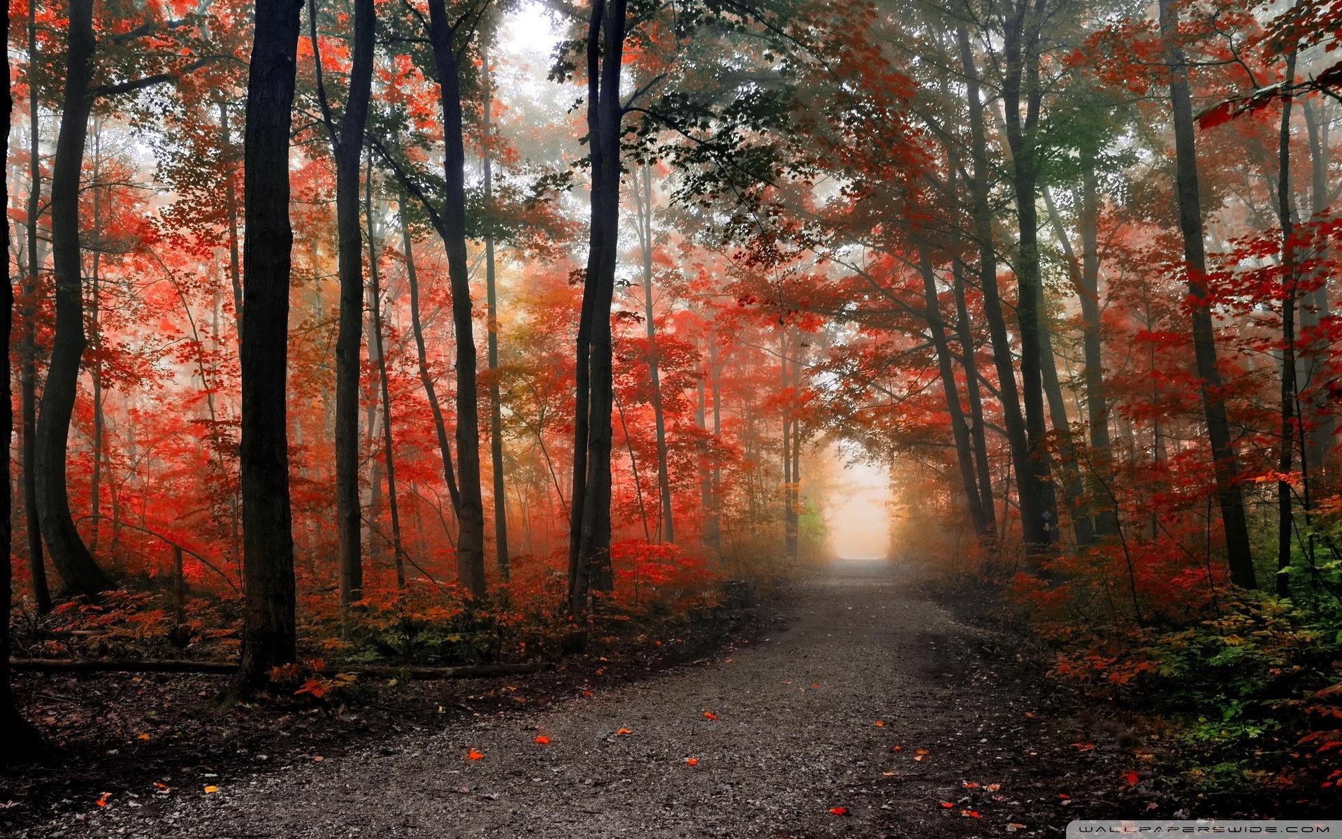 Beautiful Fall Forest Wallpapers - Top Free Beautiful Fall Forest ...