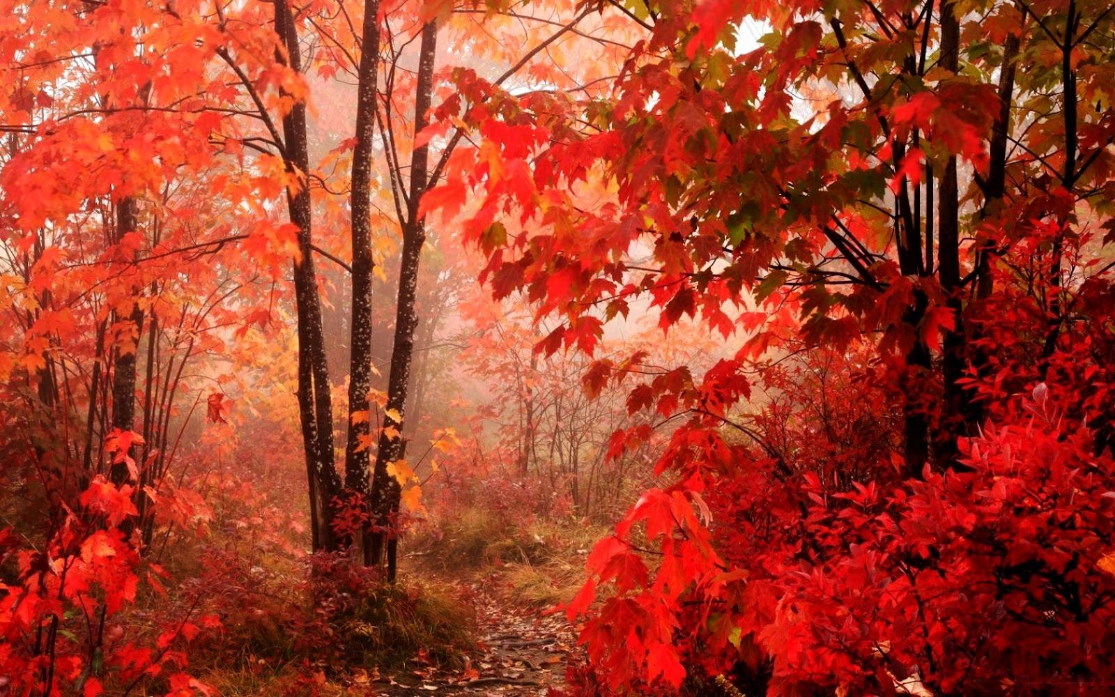 Beautiful Fall Forest Wallpapers - Top Free Beautiful Fall Forest ...