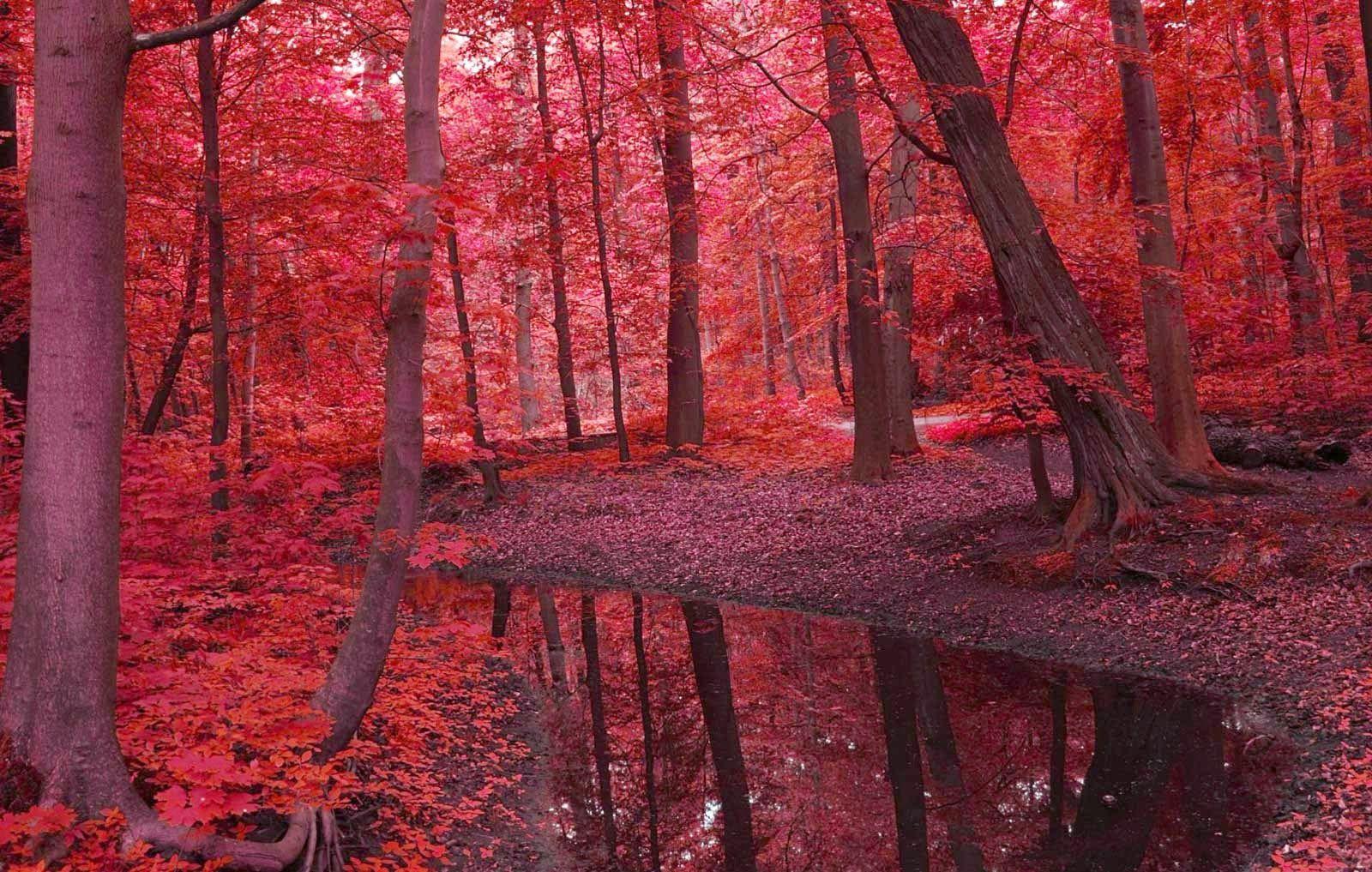 Beautiful Fall Forest Wallpapers - Top Free Beautiful Fall Forest ...