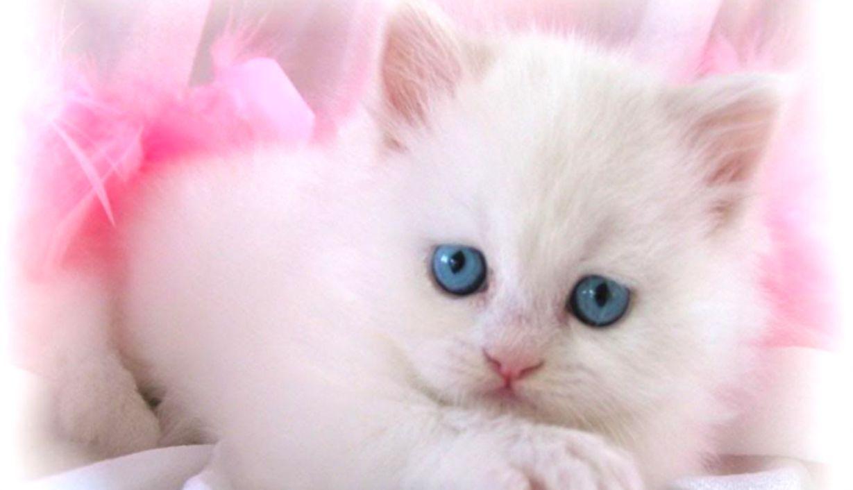 Cute Pink Cat Wallpapers - Top Free Cute Pink Cat Backgrounds ...