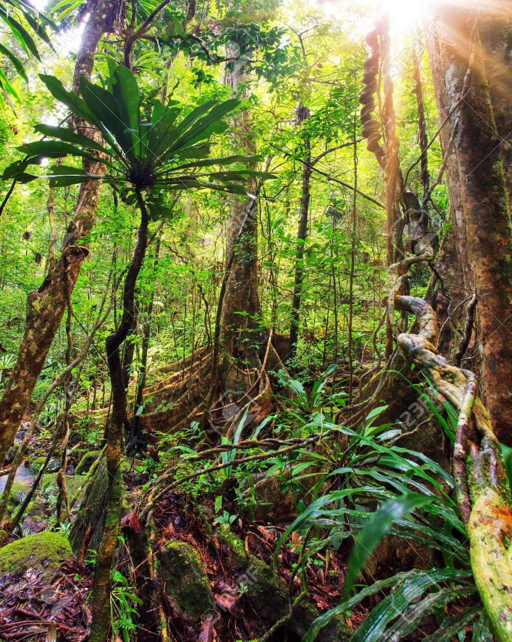 Madagascar Country Wallpapers - Top Free Madagascar Country Backgrounds ...