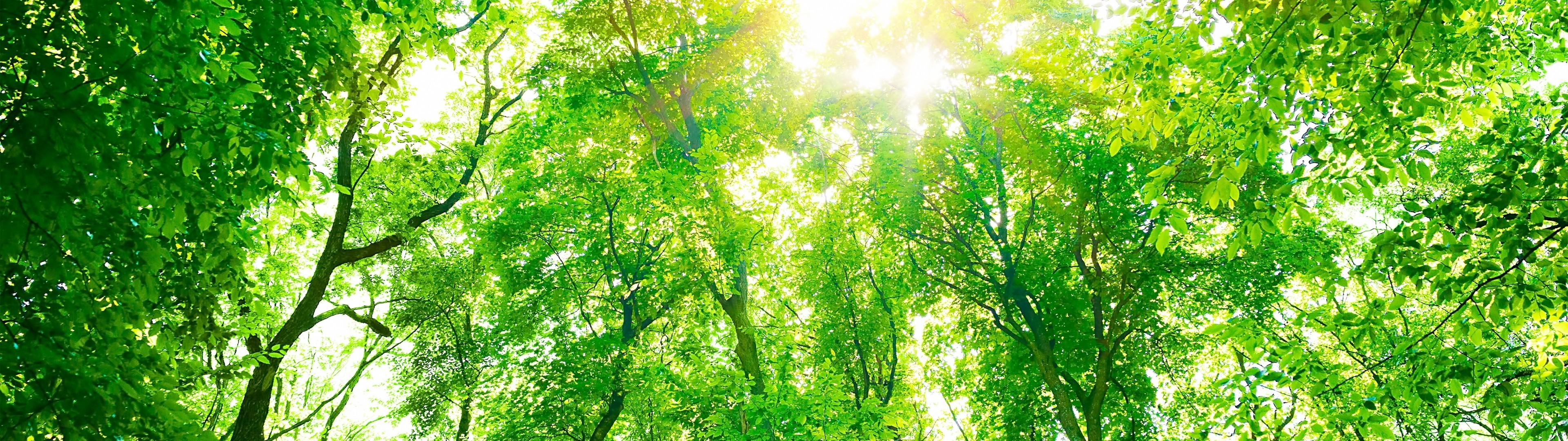 3840x1080 Green Wallpapers - Top Free 3840x1080 Green Backgrounds ...