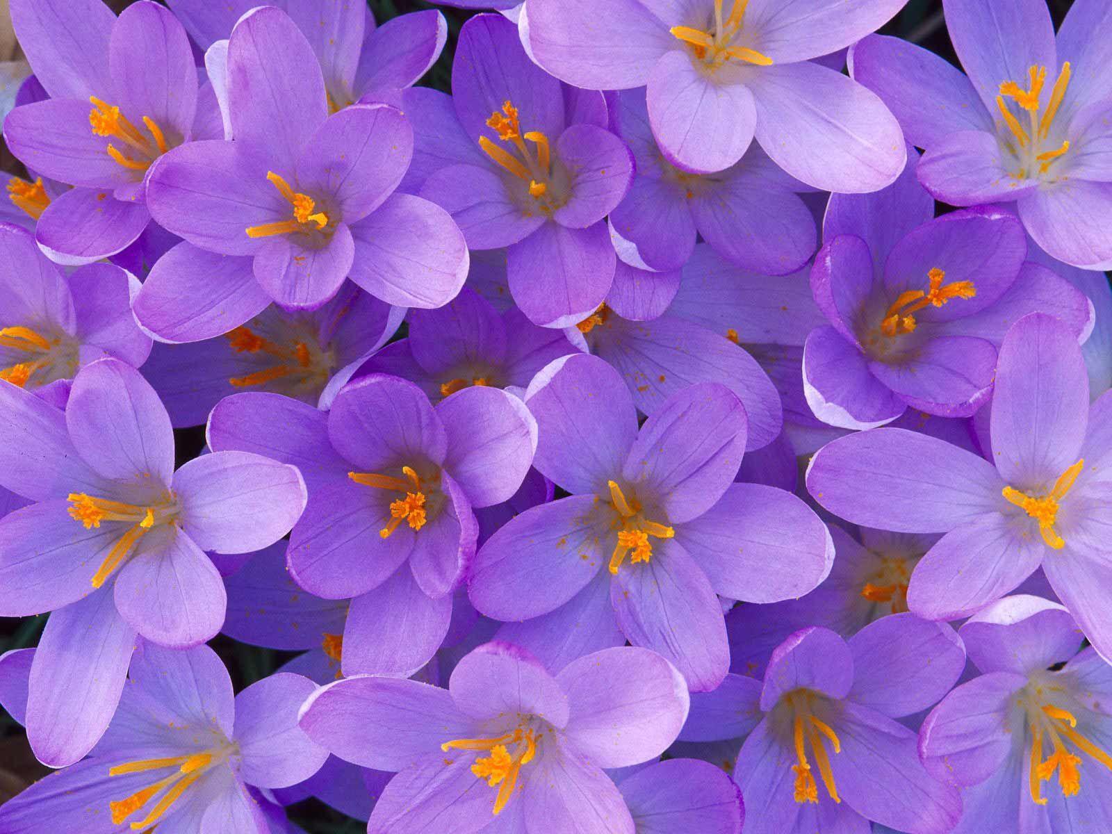Light Purple Flower Wallpapers - Top Free Light Purple Flower ...