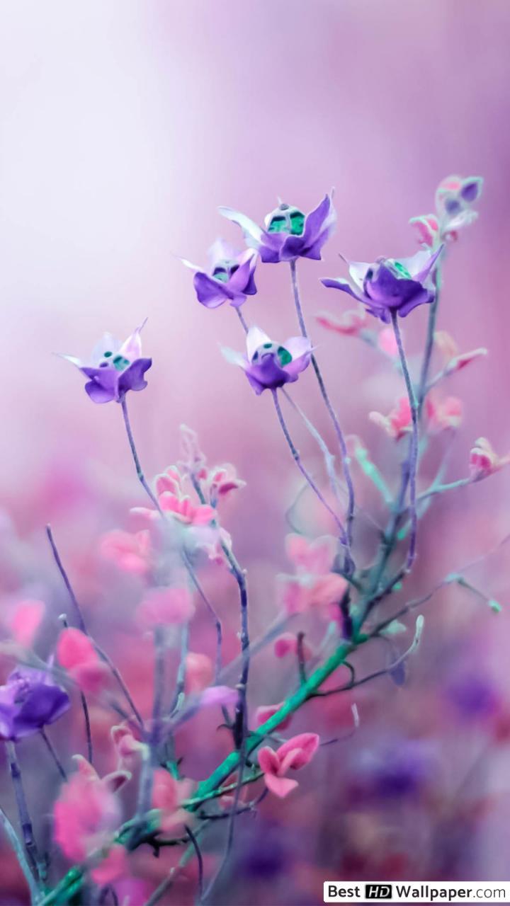 Light Purple Flower Wallpapers - Top Free Light Purple Flower ...