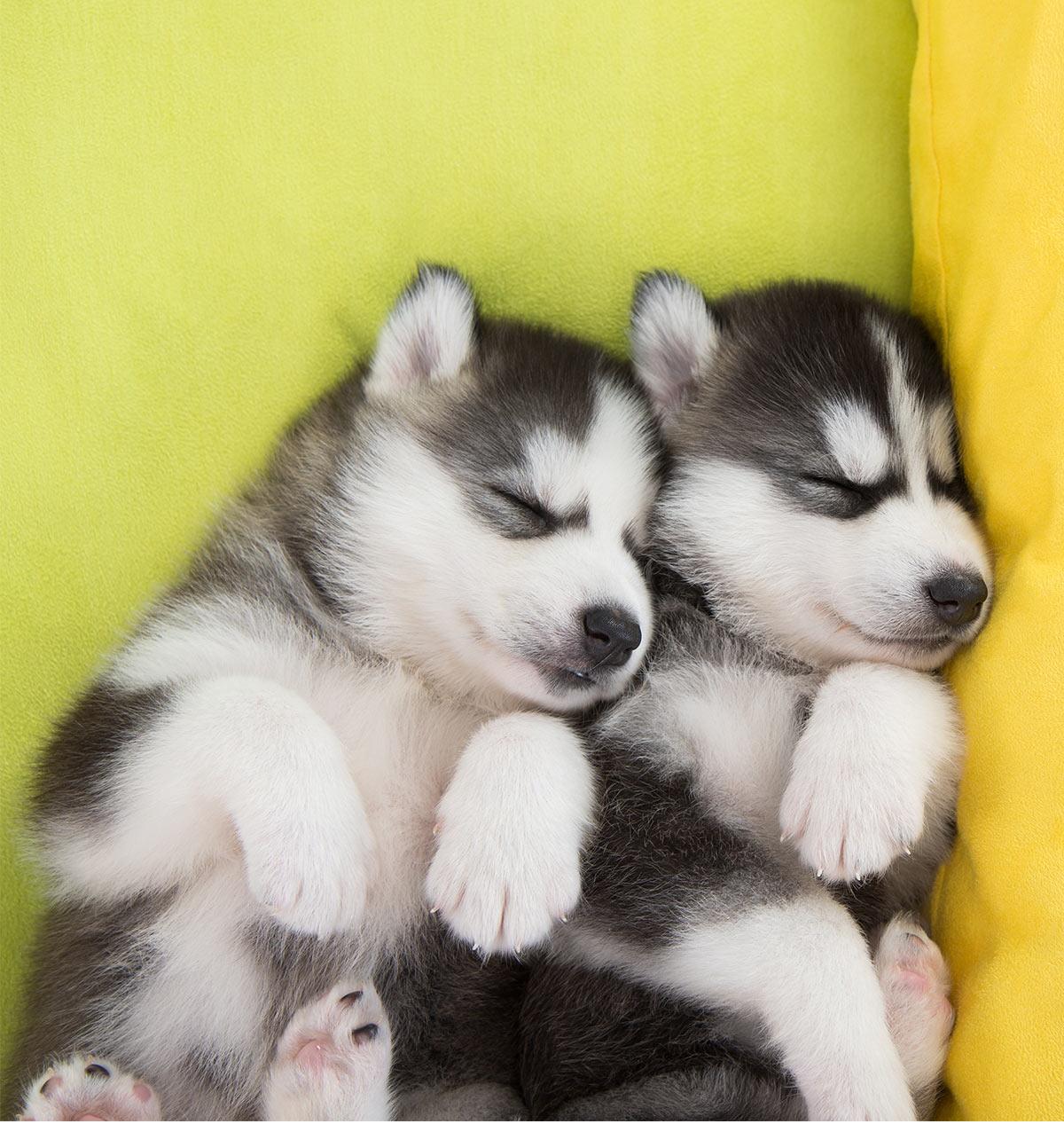 Cute Husky Puppies Wallpapers - Top Free Cute Husky Puppies Backgrounds ...