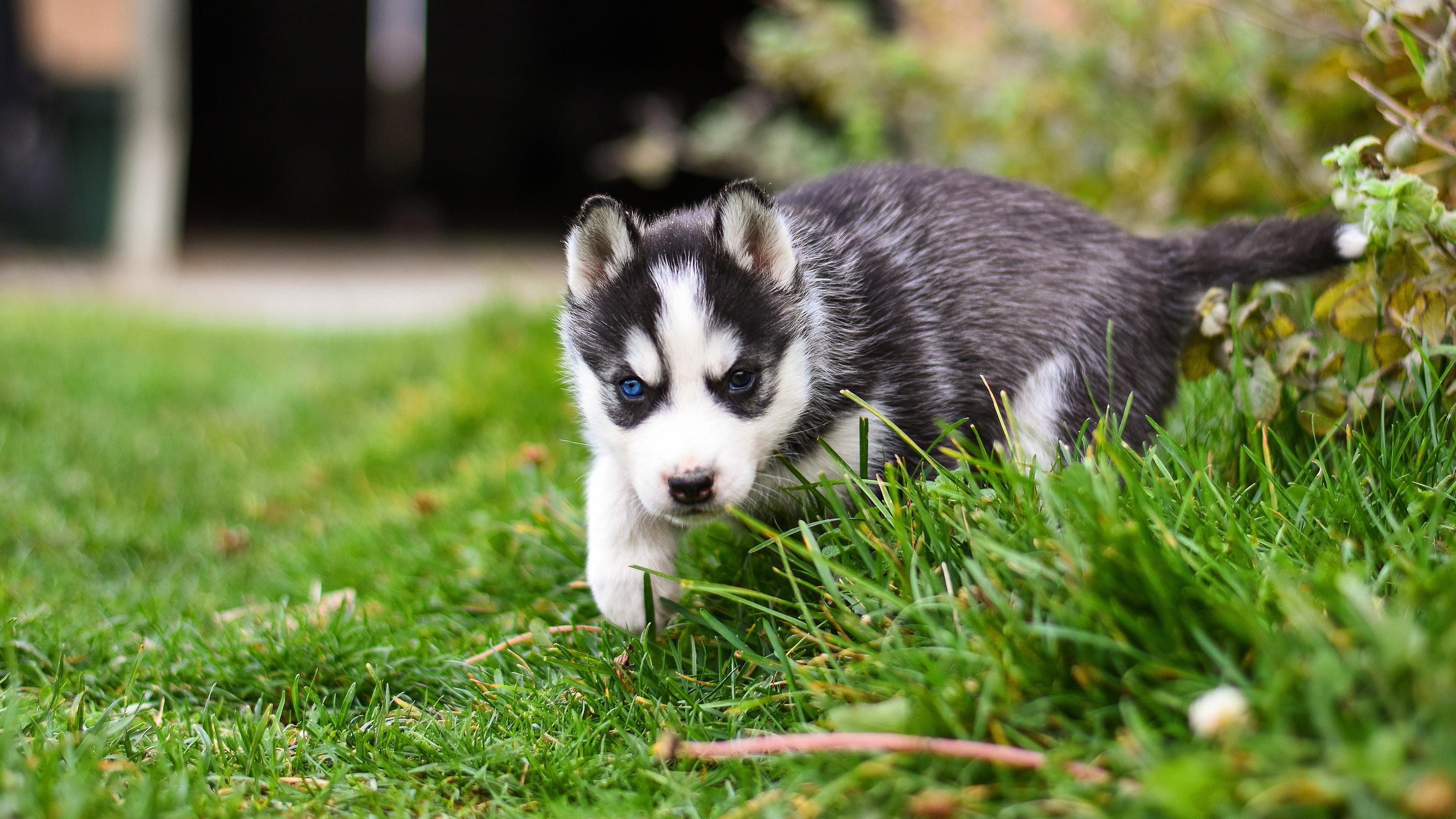 Baby Huskie Wallpapers - Top Free Baby Huskie Backgrounds - WallpaperAccess