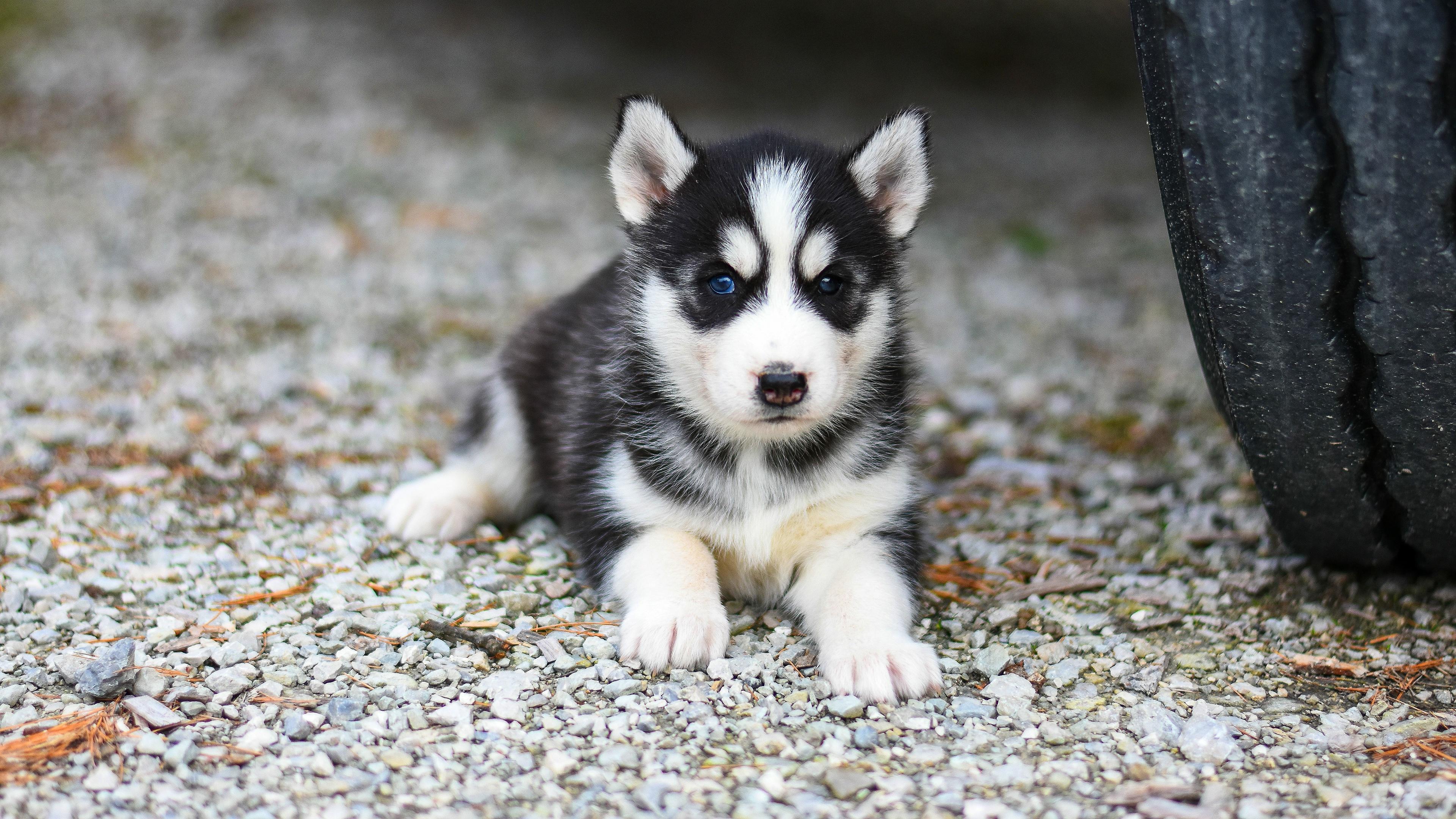 Baby Huskie Wallpapers - Top Free Baby Huskie Backgrounds - WallpaperAccess