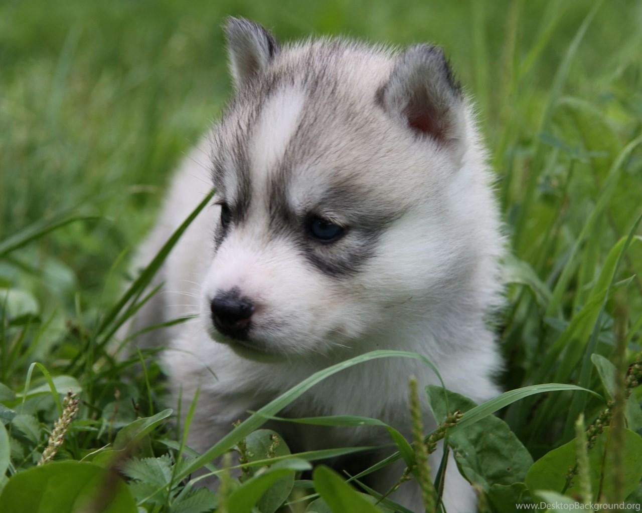 Baby Huskie Wallpapers - Top Free Baby Huskie Backgrounds - WallpaperAccess
