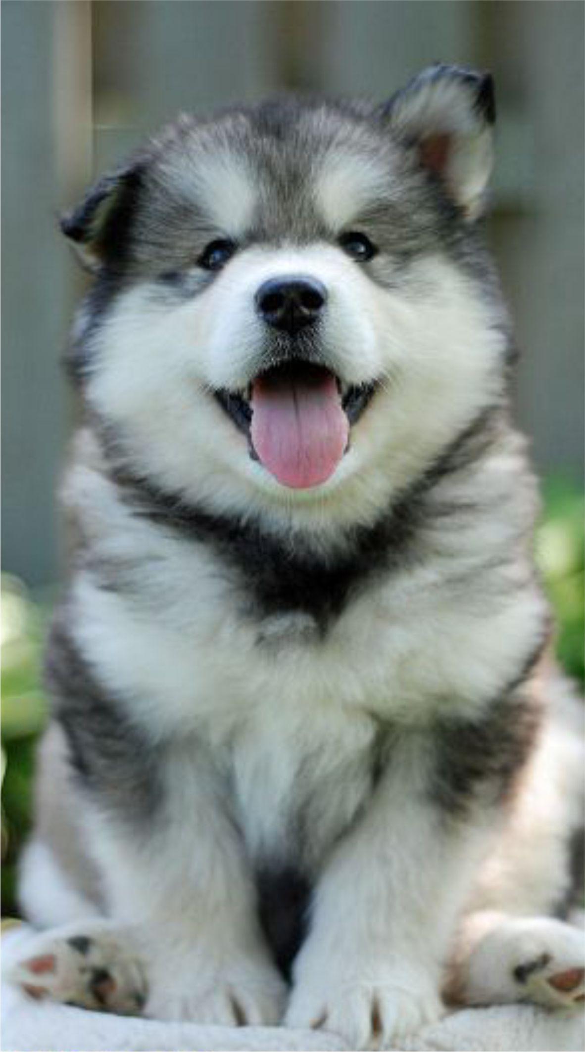 Baby Huskie Wallpapers - Top Free Baby Huskie Backgrounds - WallpaperAccess