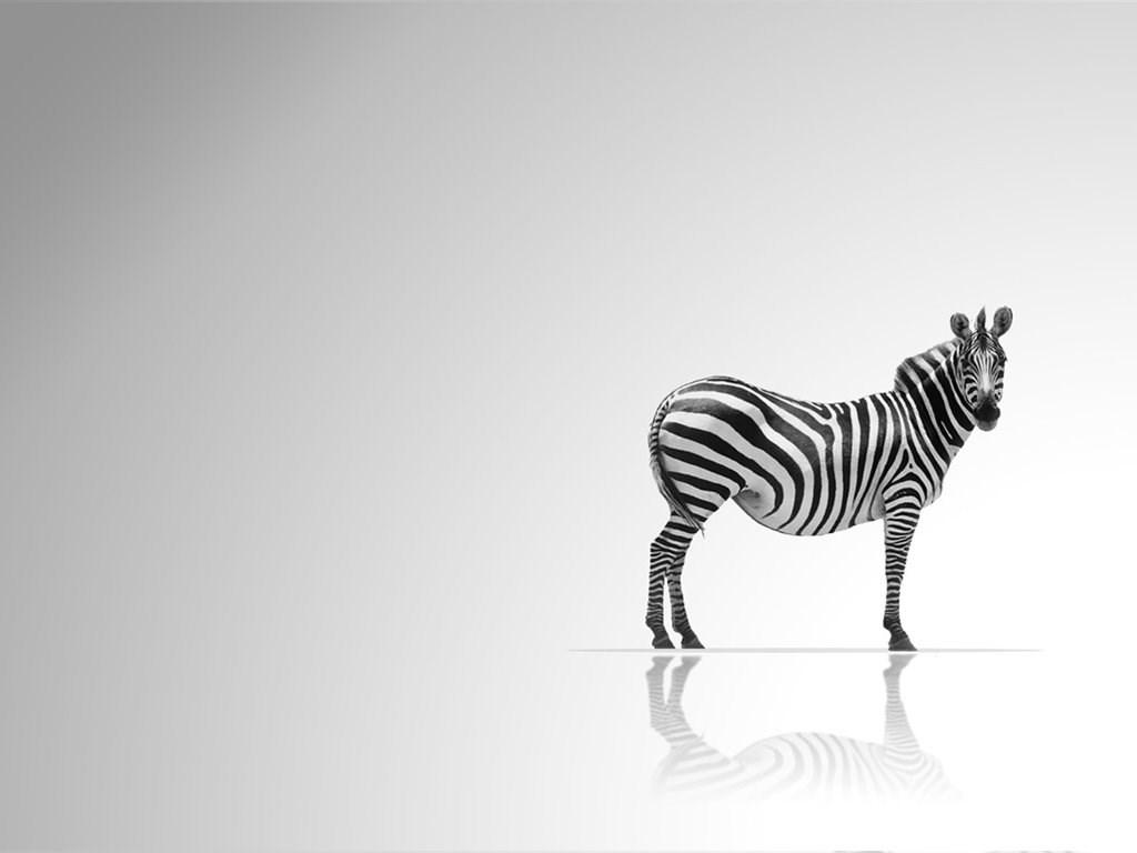 Zebra Animal Wallpapers - Top Free Zebra Animal Backgrounds ...