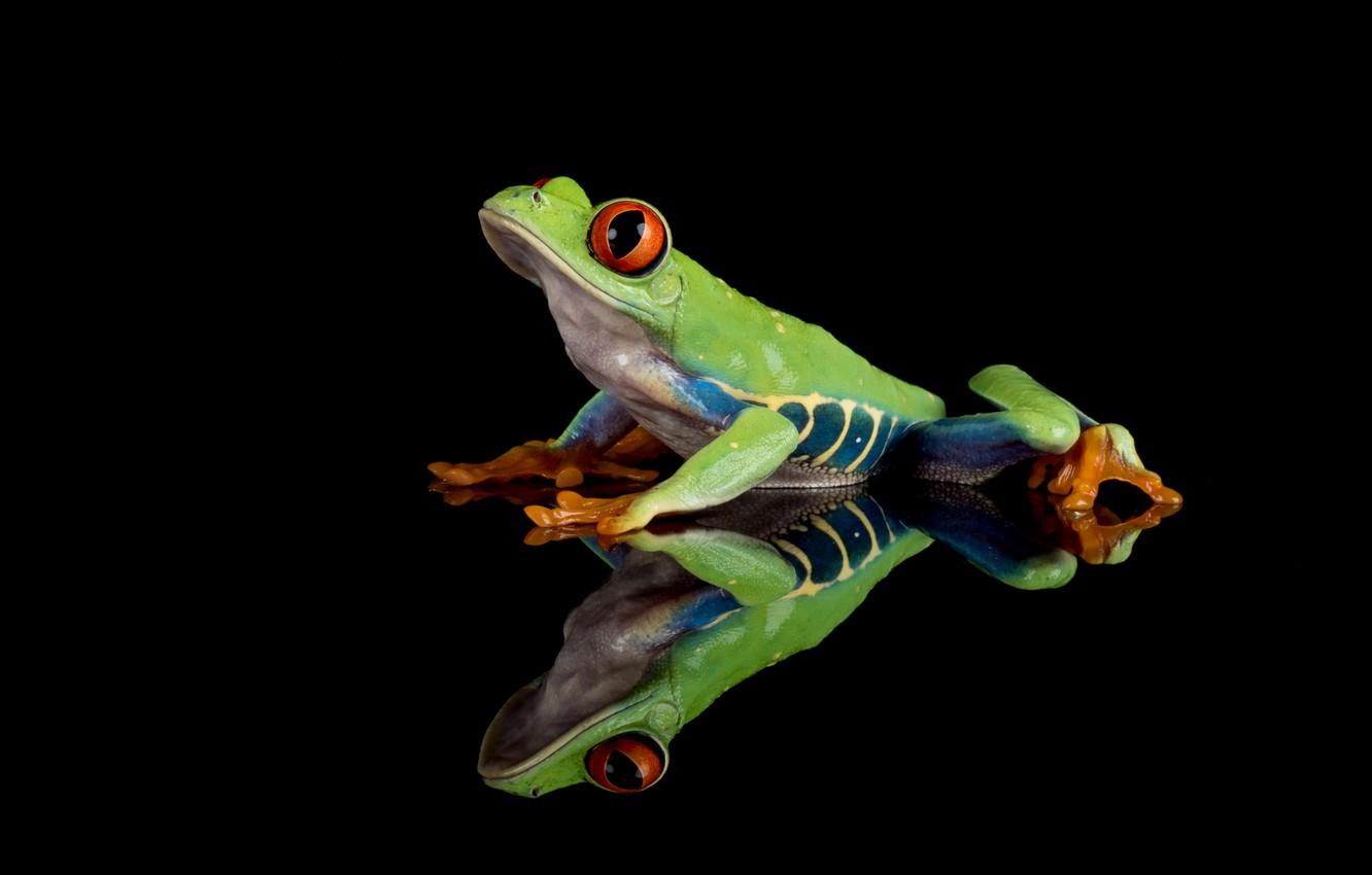 Green Tree Frog Wallpapers - Top Free Green Tree Frog Backgrounds ...