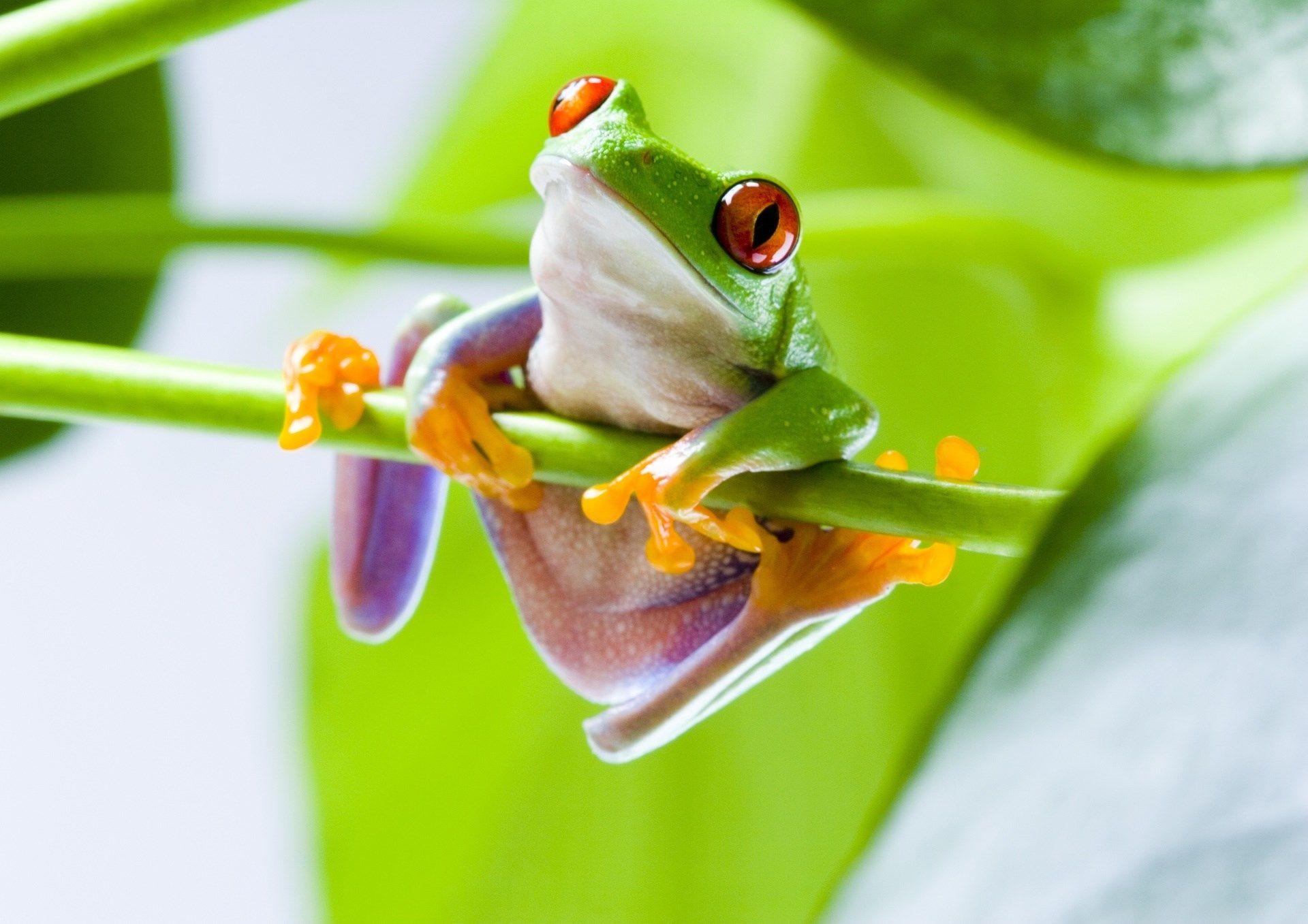 Green Tree Frog Wallpapers - Top Free Green Tree Frog Backgrounds ...
