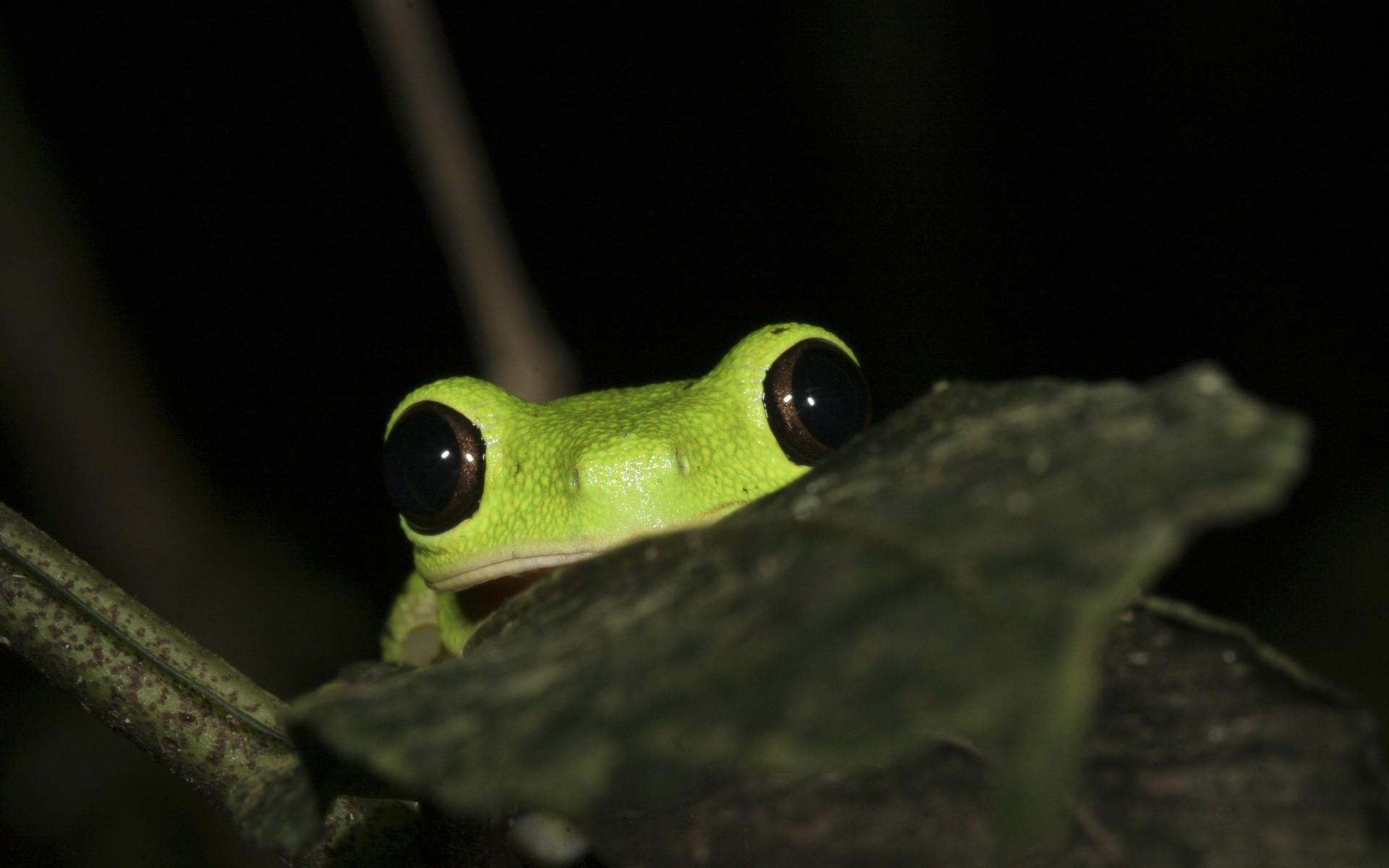 Green Tree Frog Wallpapers - Top Free Green Tree Frog Backgrounds ...