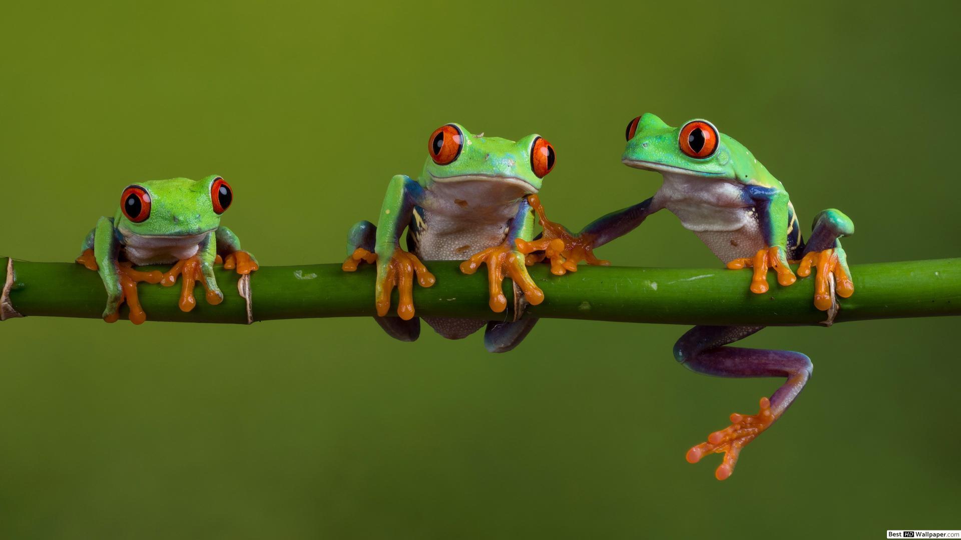 Green Tree Frog Wallpapers - Top Free Green Tree Frog Backgrounds ...