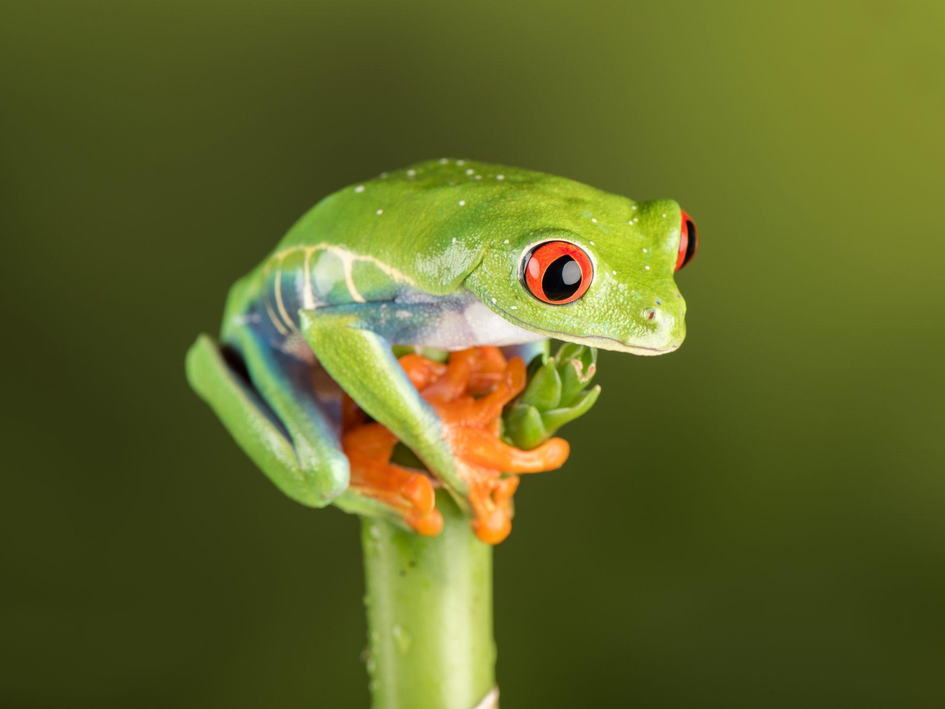 Green Tree Frog Wallpapers - Top Free Green Tree Frog Backgrounds ...