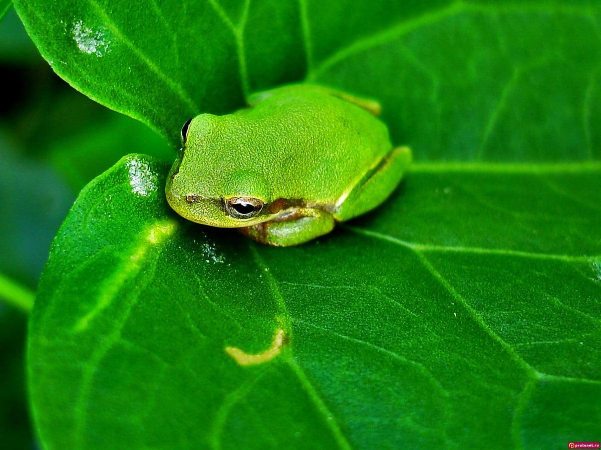 Green Tree Frog Wallpapers - Top Free Green Tree Frog Backgrounds ...