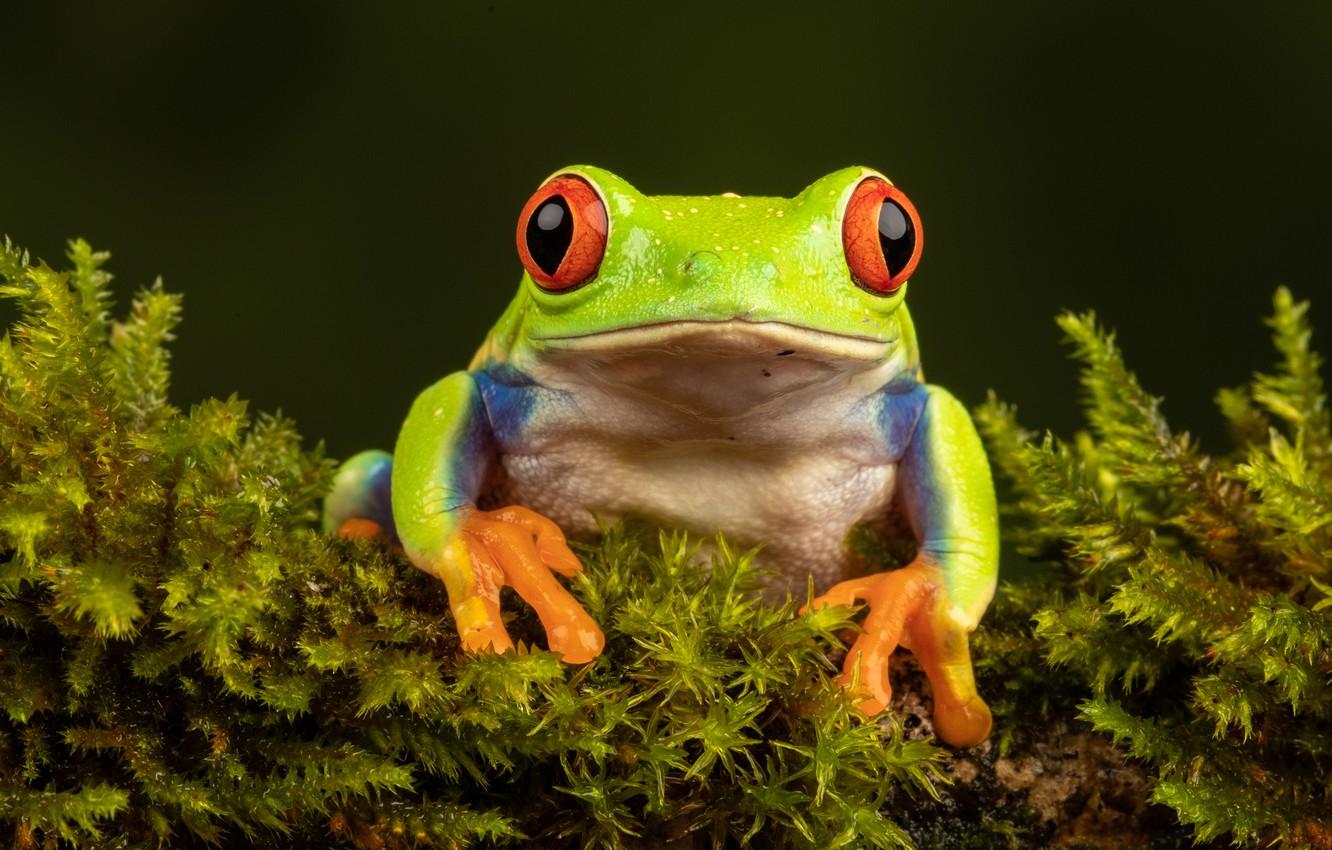 Green Tree Frog Wallpapers - Top Free Green Tree Frog Backgrounds ...