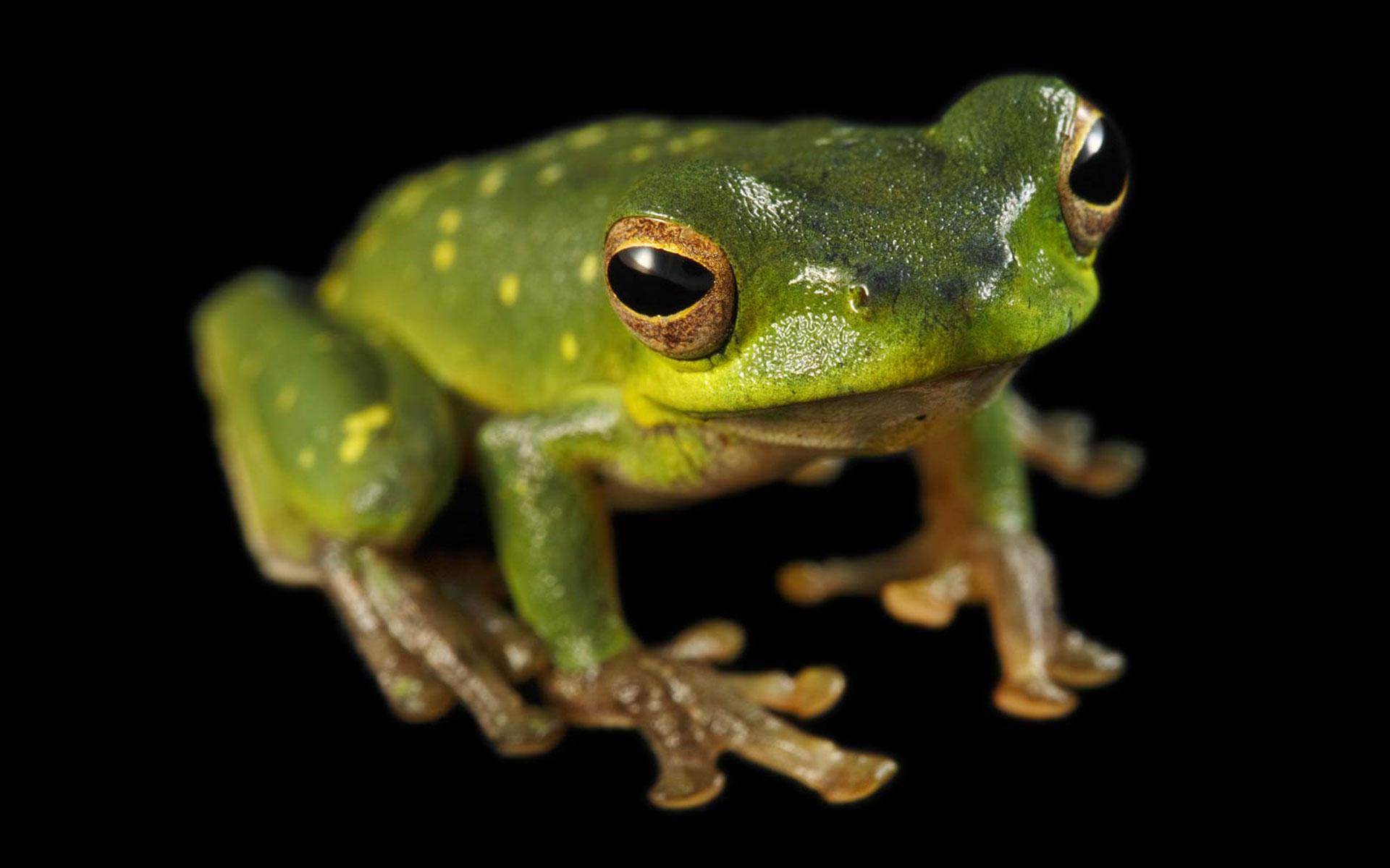 Green Tree Frog Wallpapers - Top Free Green Tree Frog Backgrounds ...