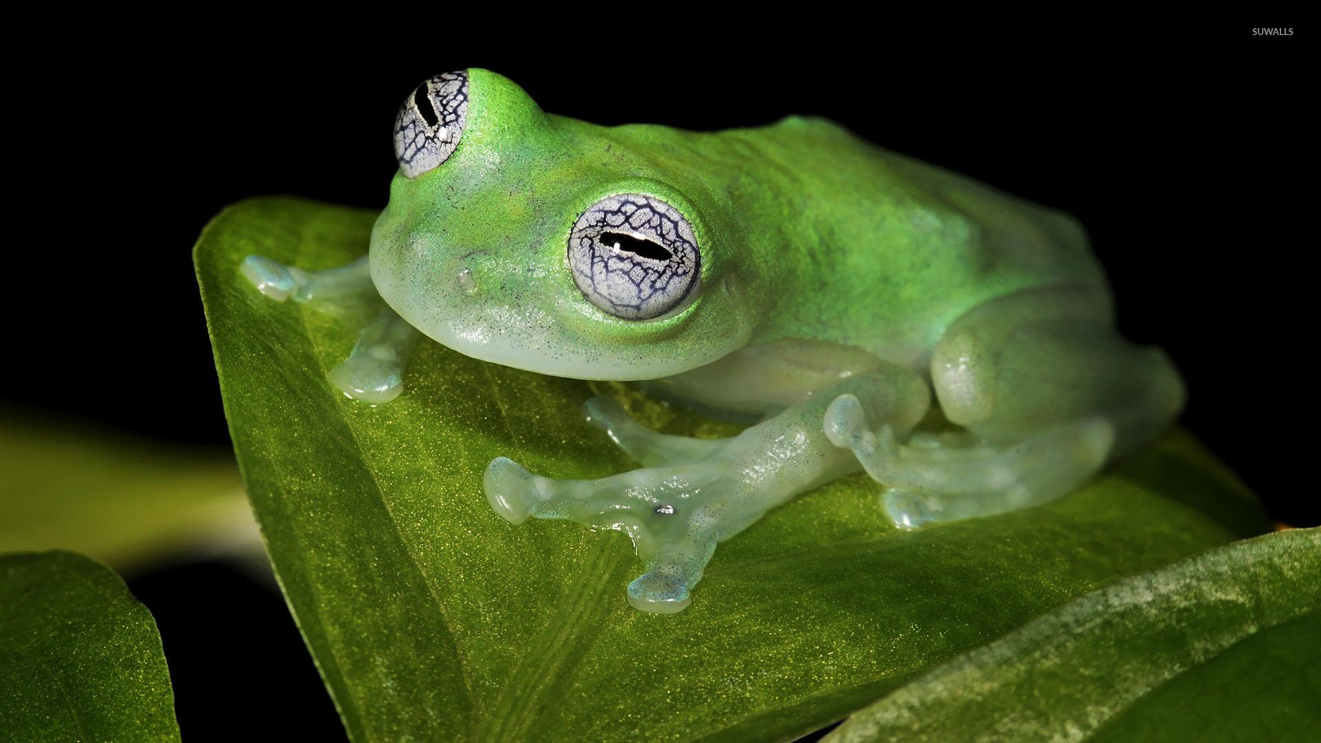 Green Tree Frog Wallpapers - Top Free Green Tree Frog Backgrounds - WallpaperAccess